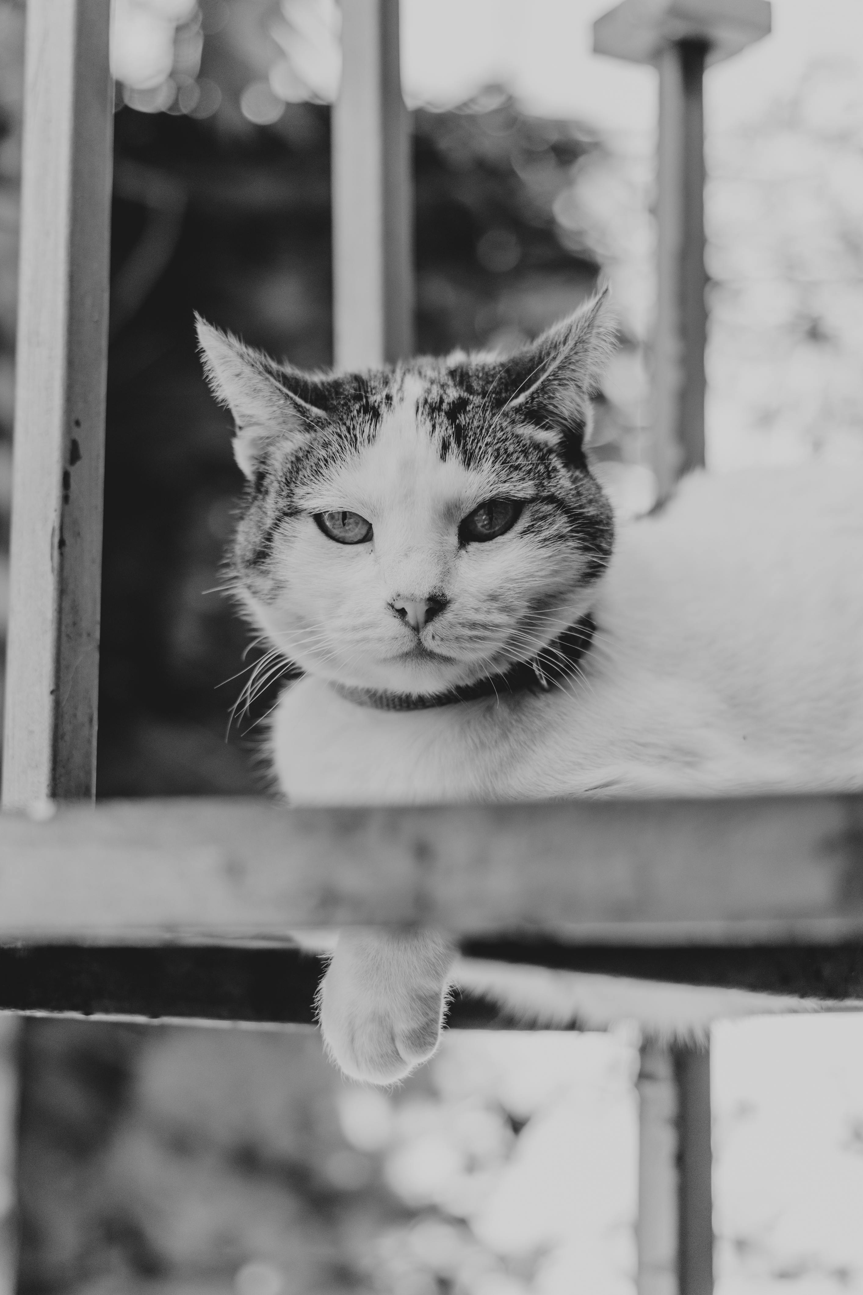 Black and White Portrait of Relaxed Cat on Rail · Free Stock Photo