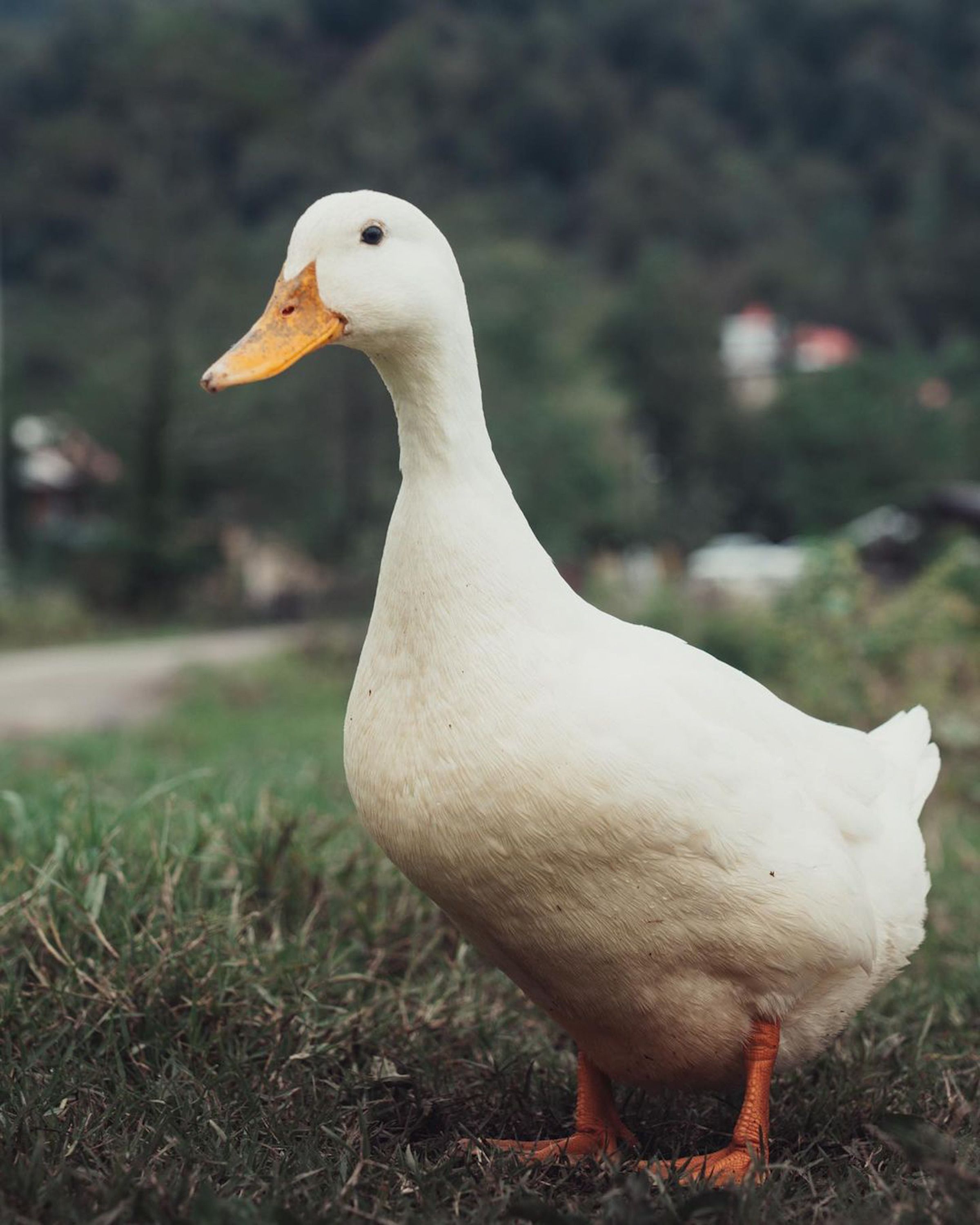 Pato Blanco En Un Entorno Natural Al Aire Libre · Foto de stock gratuita