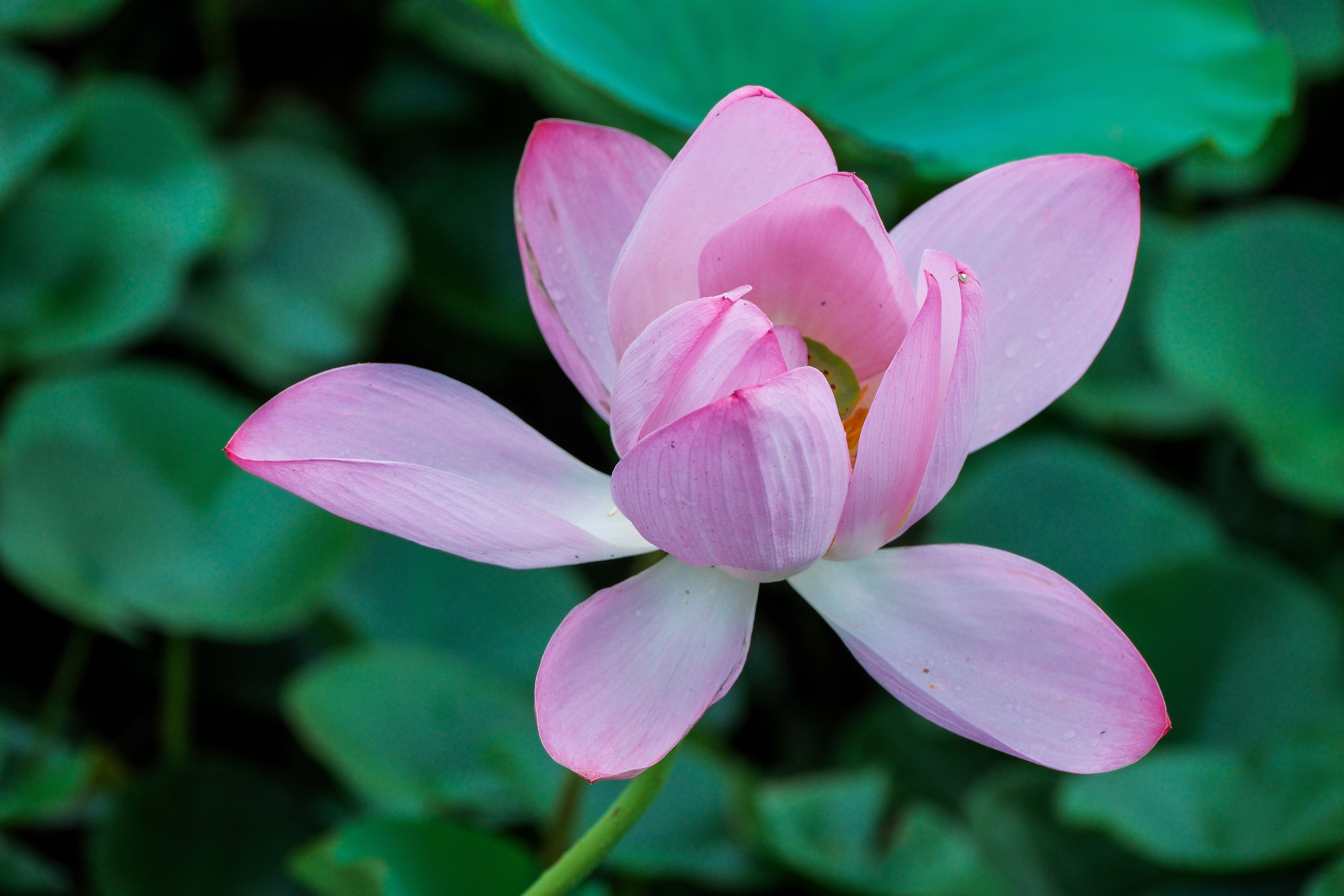 Vibrant Pink Lotus Flower in Bloom · Free Stock Photo
