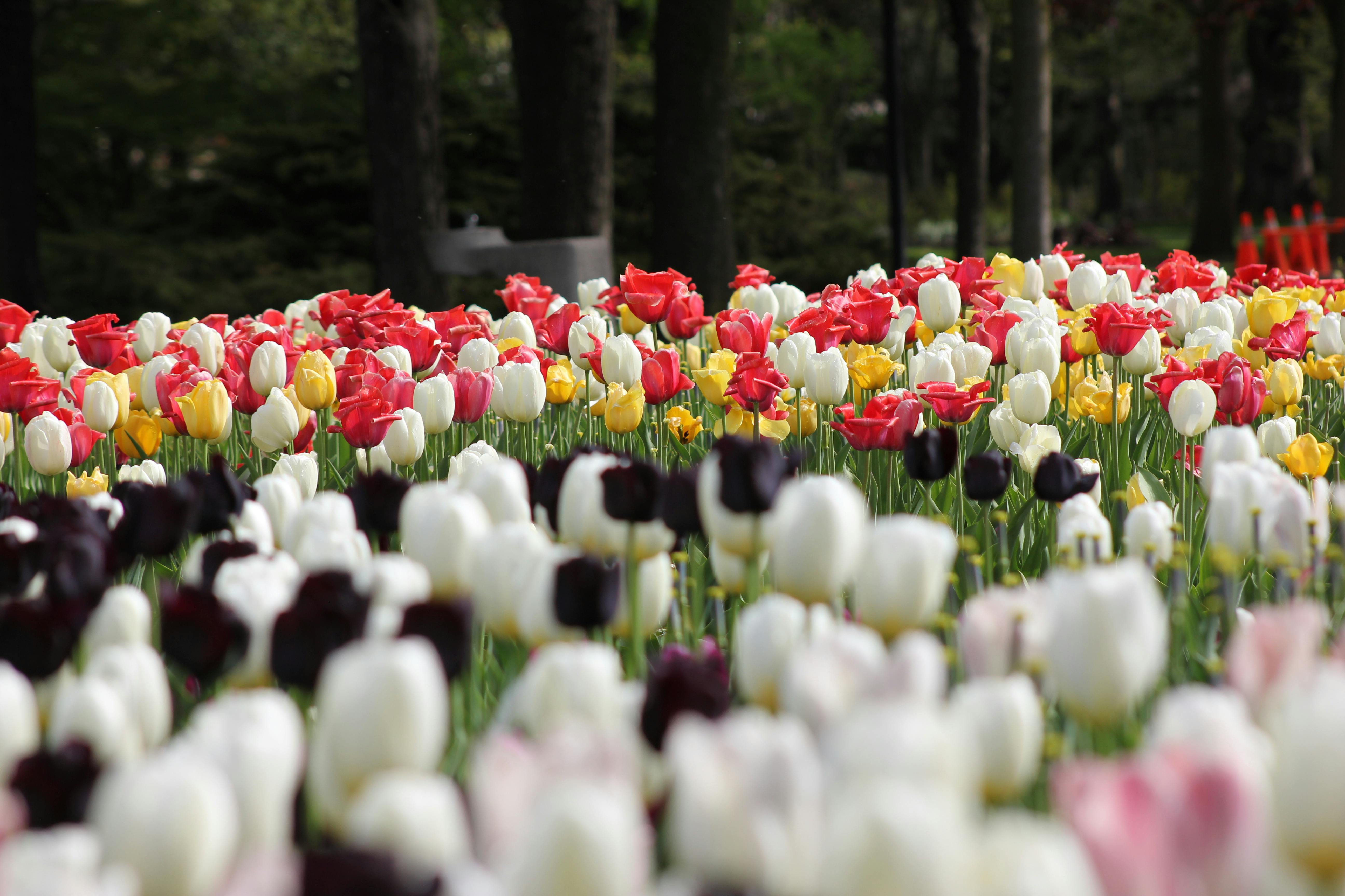 Colorful Tulip Garden in Toronto Springtime · Free Stock Photo