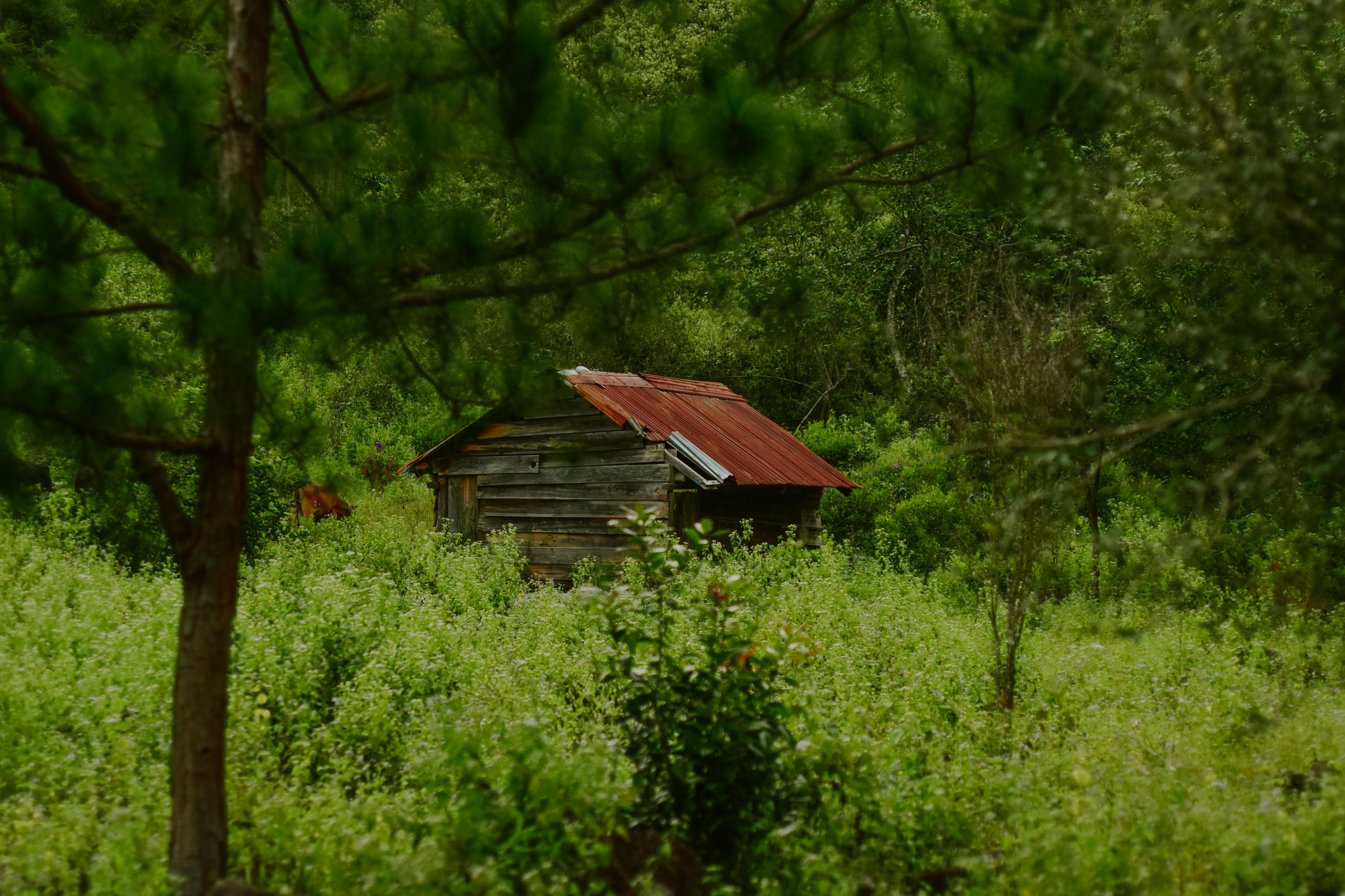 Abandoned Rustic Cabin in Dense Forest · Free Stock Photo