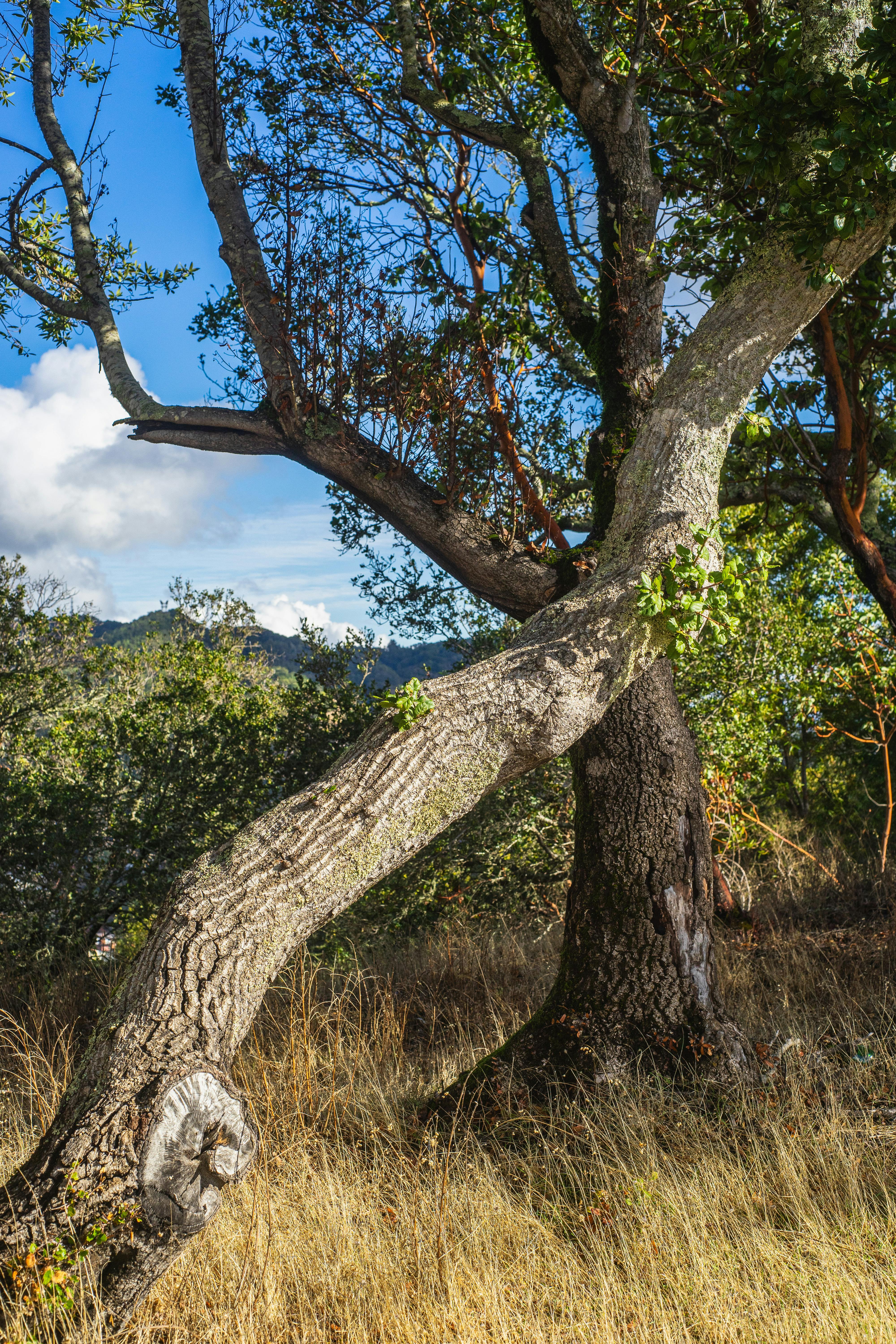 Leaning Tree in Sunlit Forest Landscape · Free Stock Photo