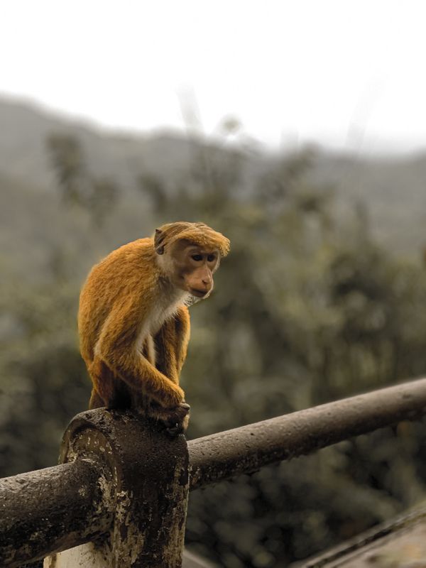 Chinese Monkey Photos, Download The BEST Free Chinese Monkey Stock ...