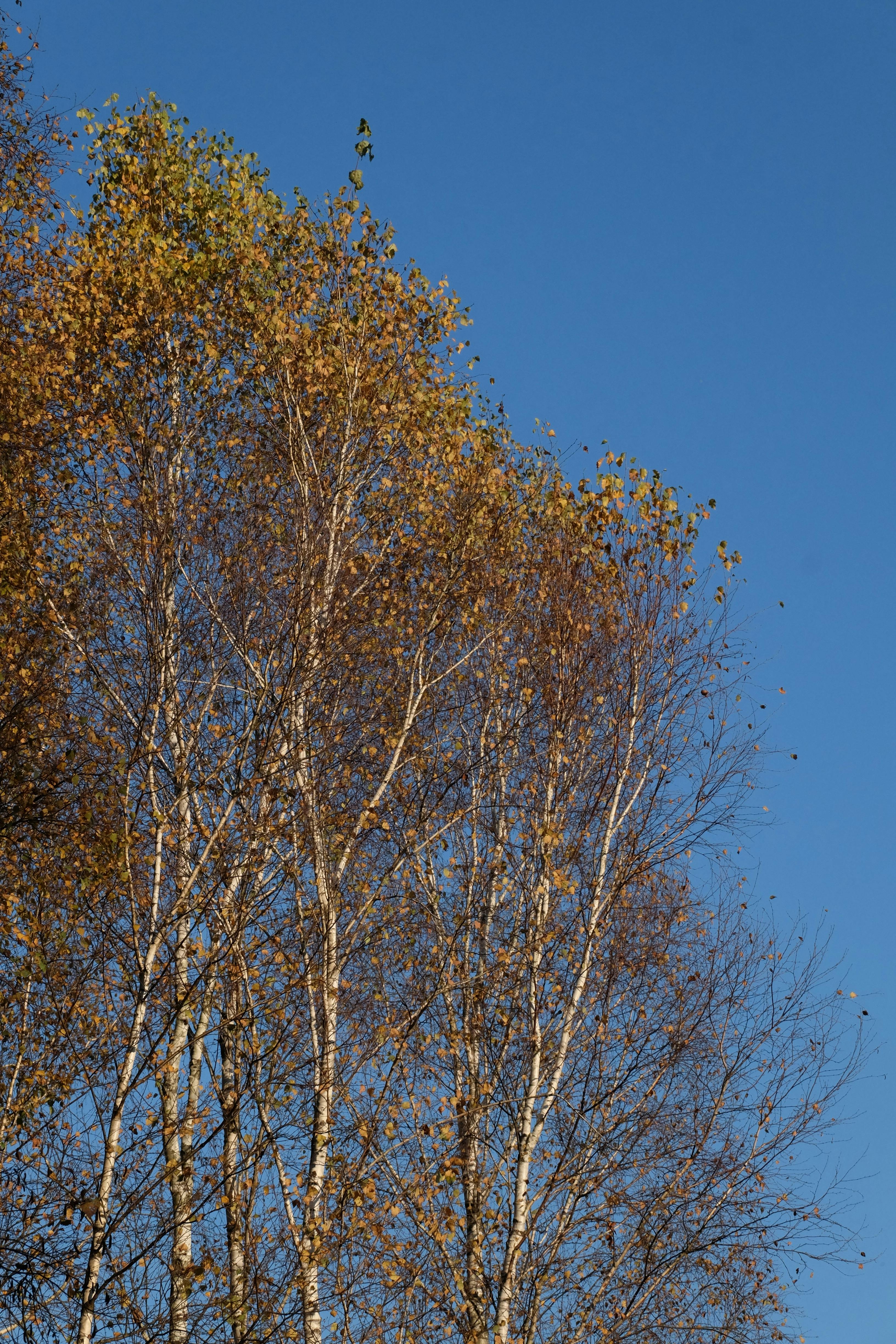 Golden Birch Trees Against Blue Autumn Sky · Free Stock Photo