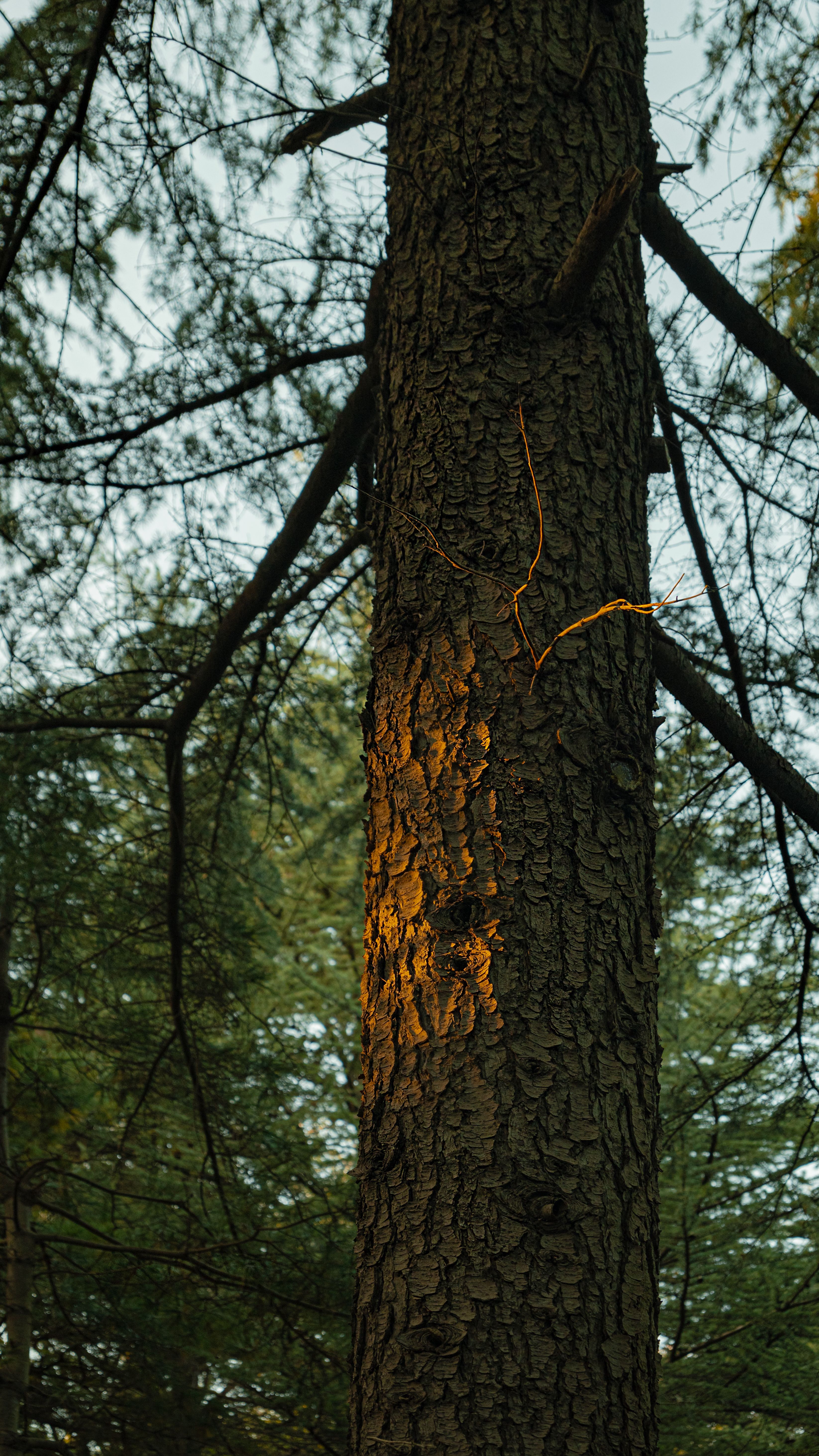 La Luz Del Sol Ilumina El Tronco De Un árbol En El Bosque · Foto de ...