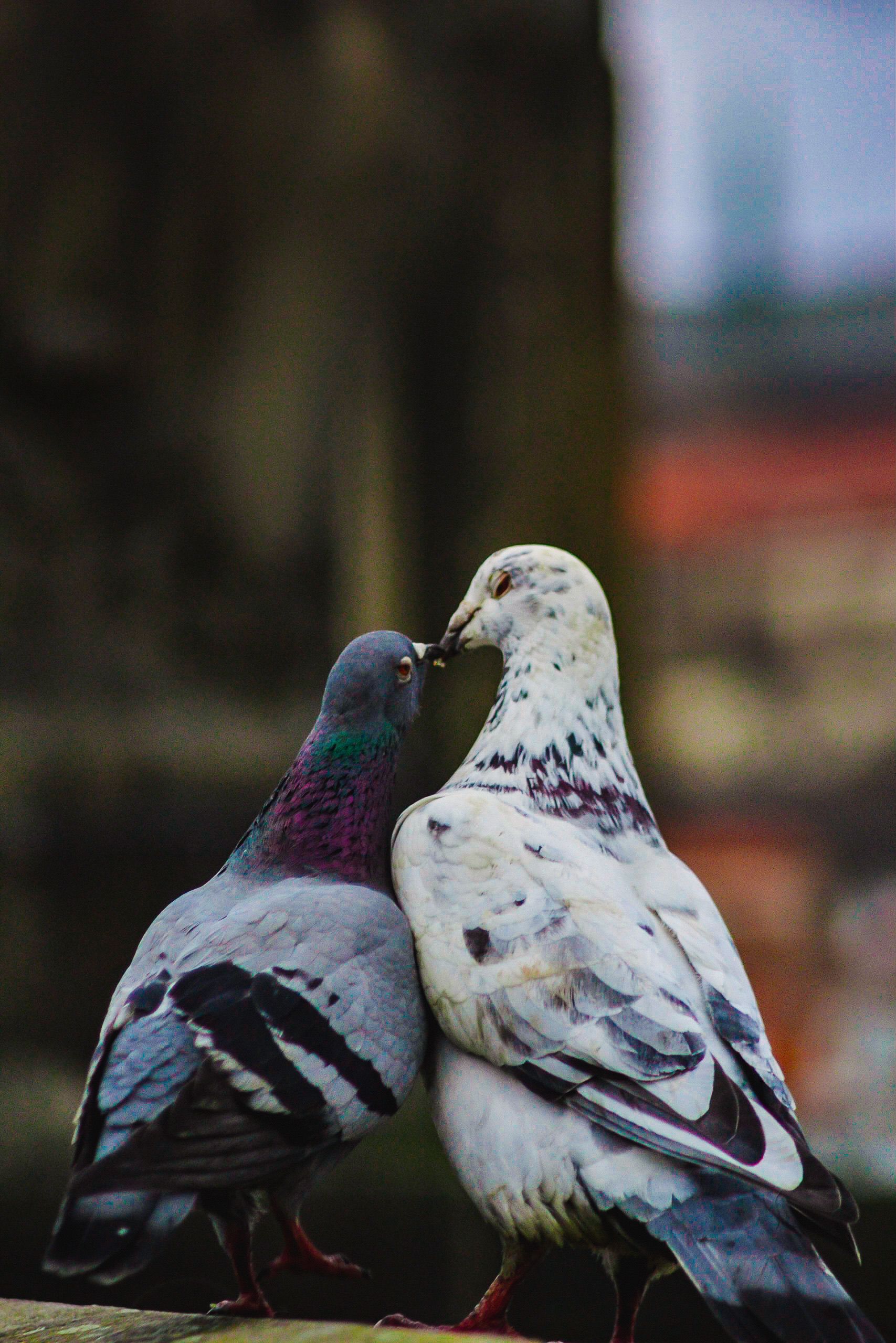 Birds Nature Photos, Download The BEST Free Birds Nature Stock Photos ...