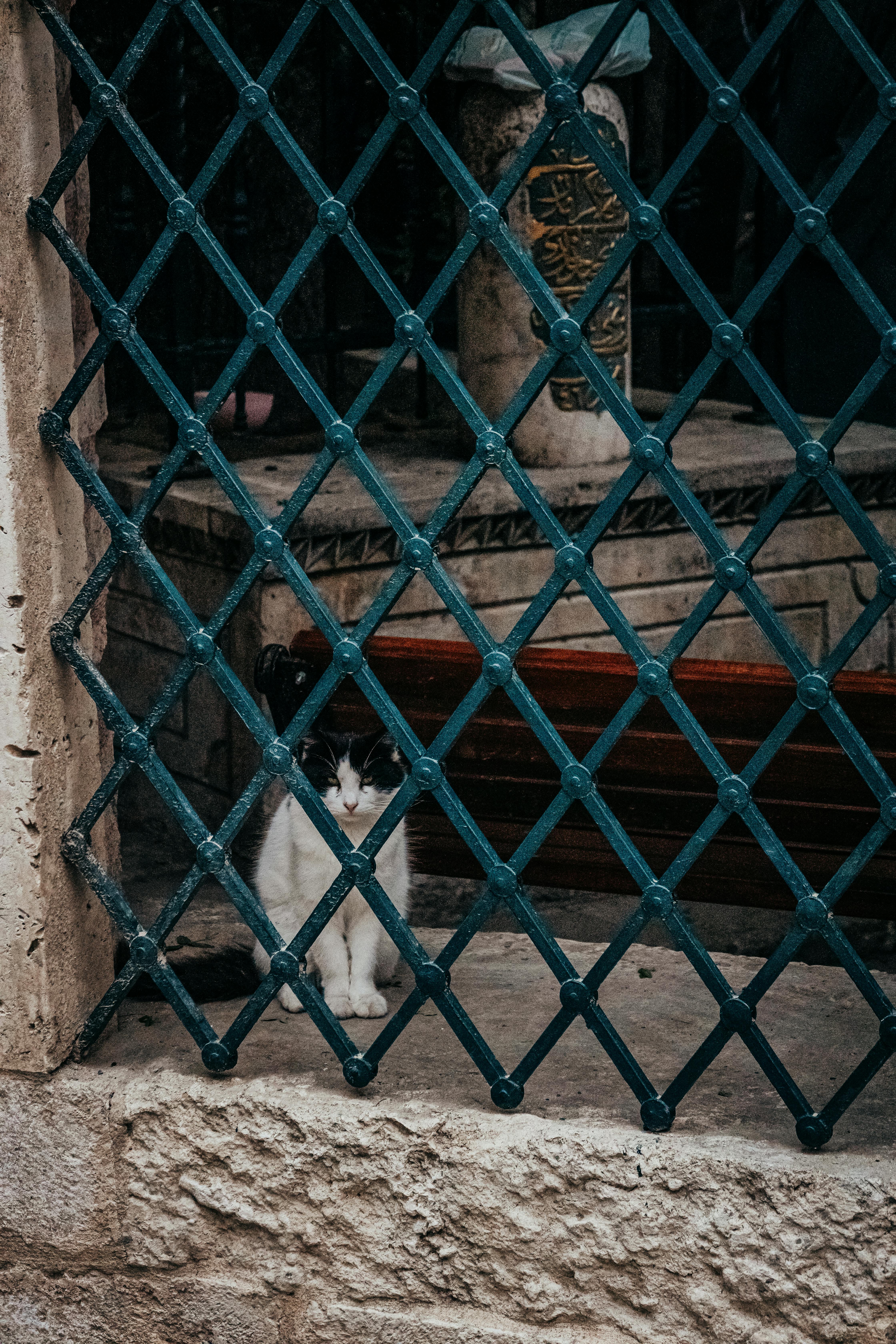 Cat Behind Iron Bars in Historical Setting · Free Stock Photo