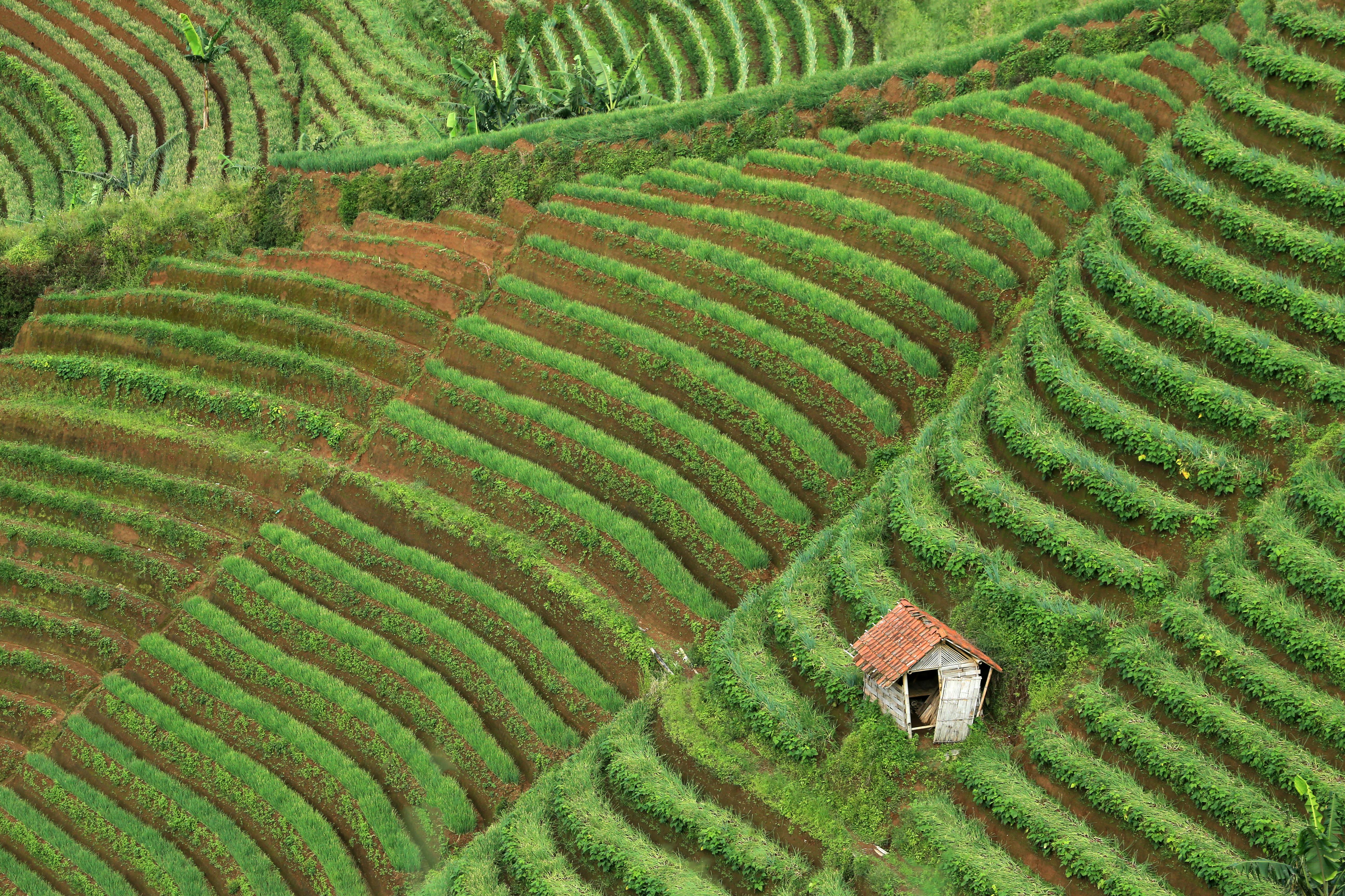 Hut Piege Photos, Download The BEST Free Hut Piege Stock Photos & HD Images