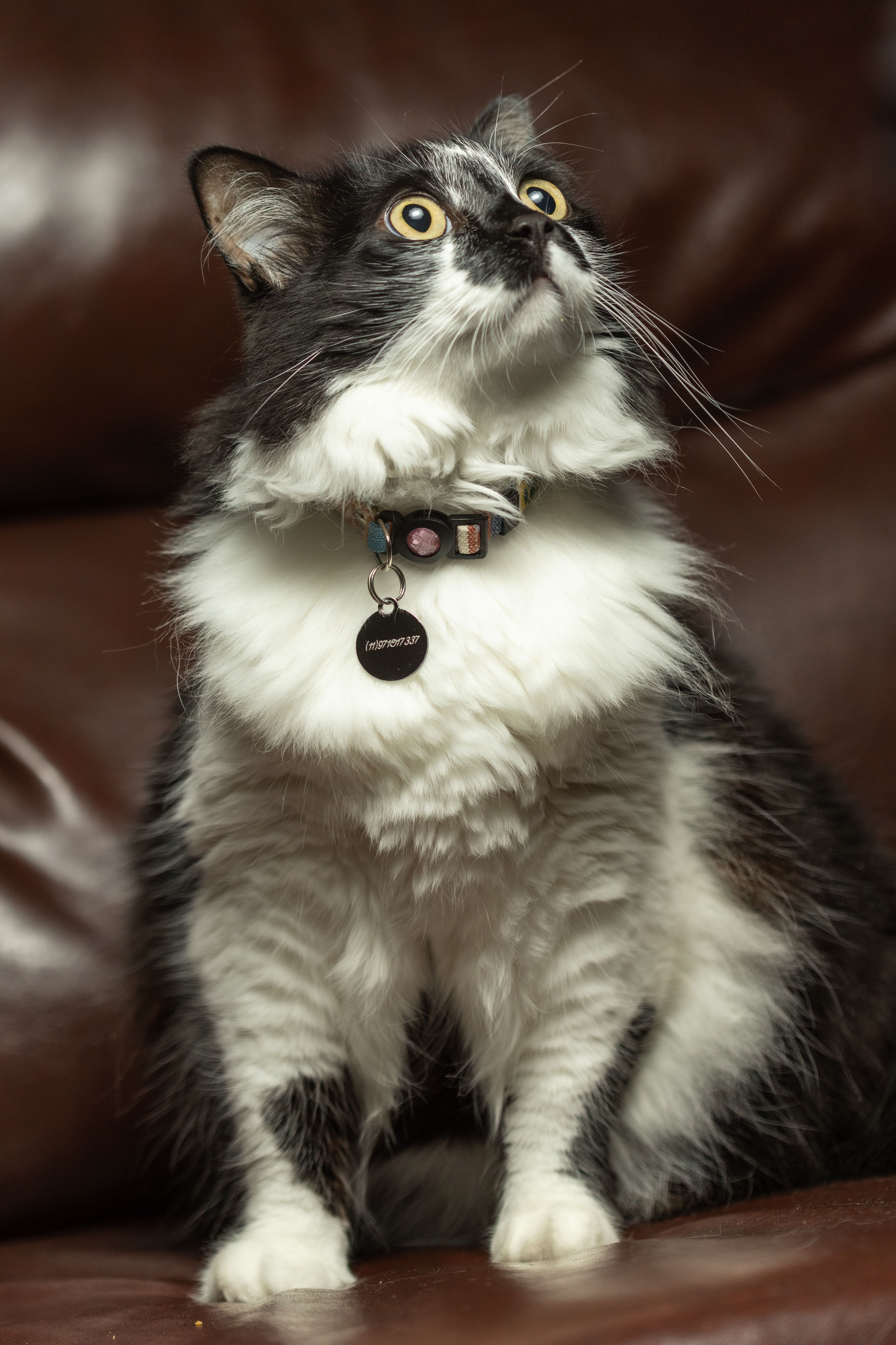 Fluffy Black and White Cat on Leather Sofa · Free Stock Photo