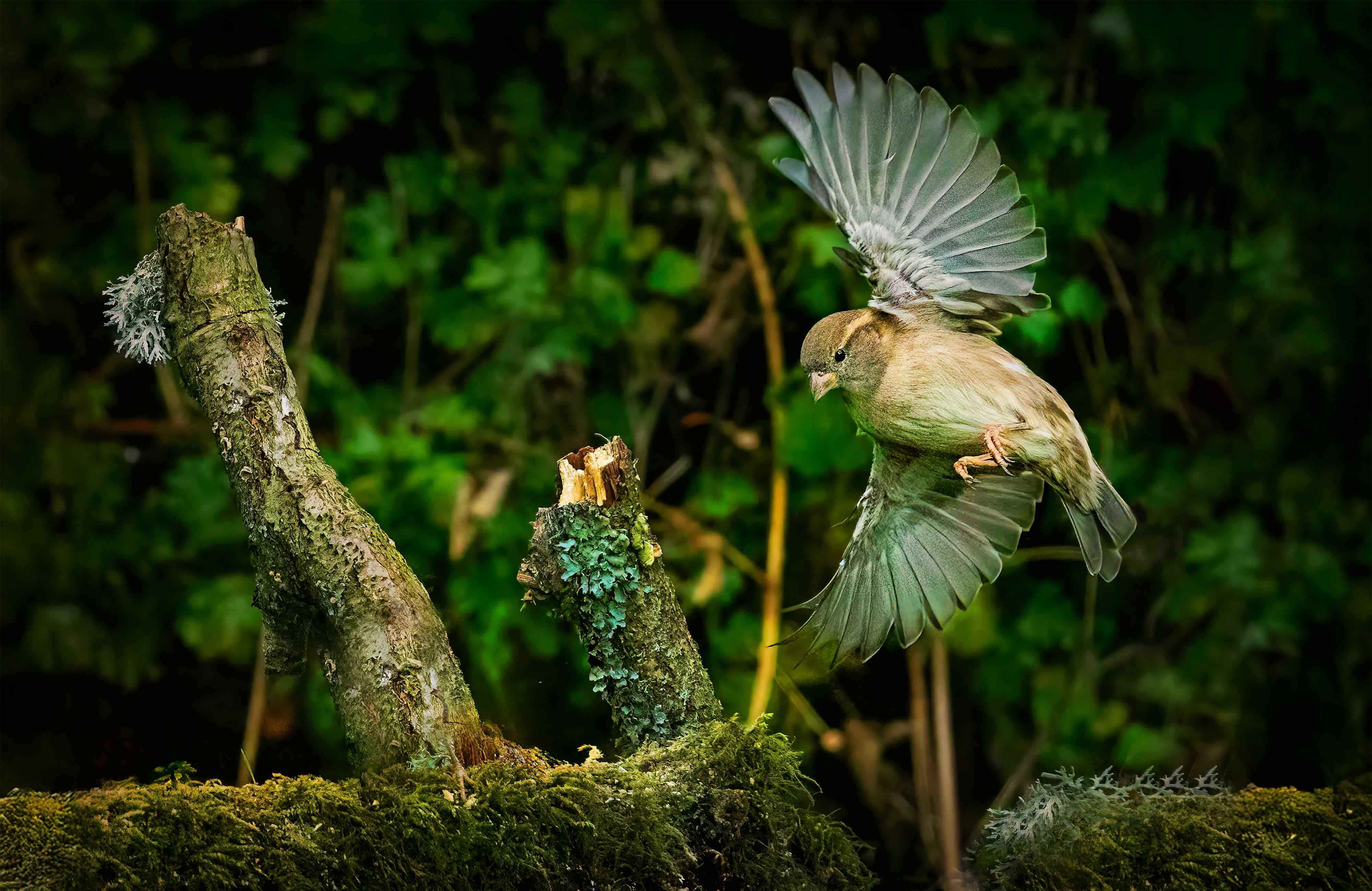Sparrow in Flight in Lush Green Forest Setting · Free Stock Photo