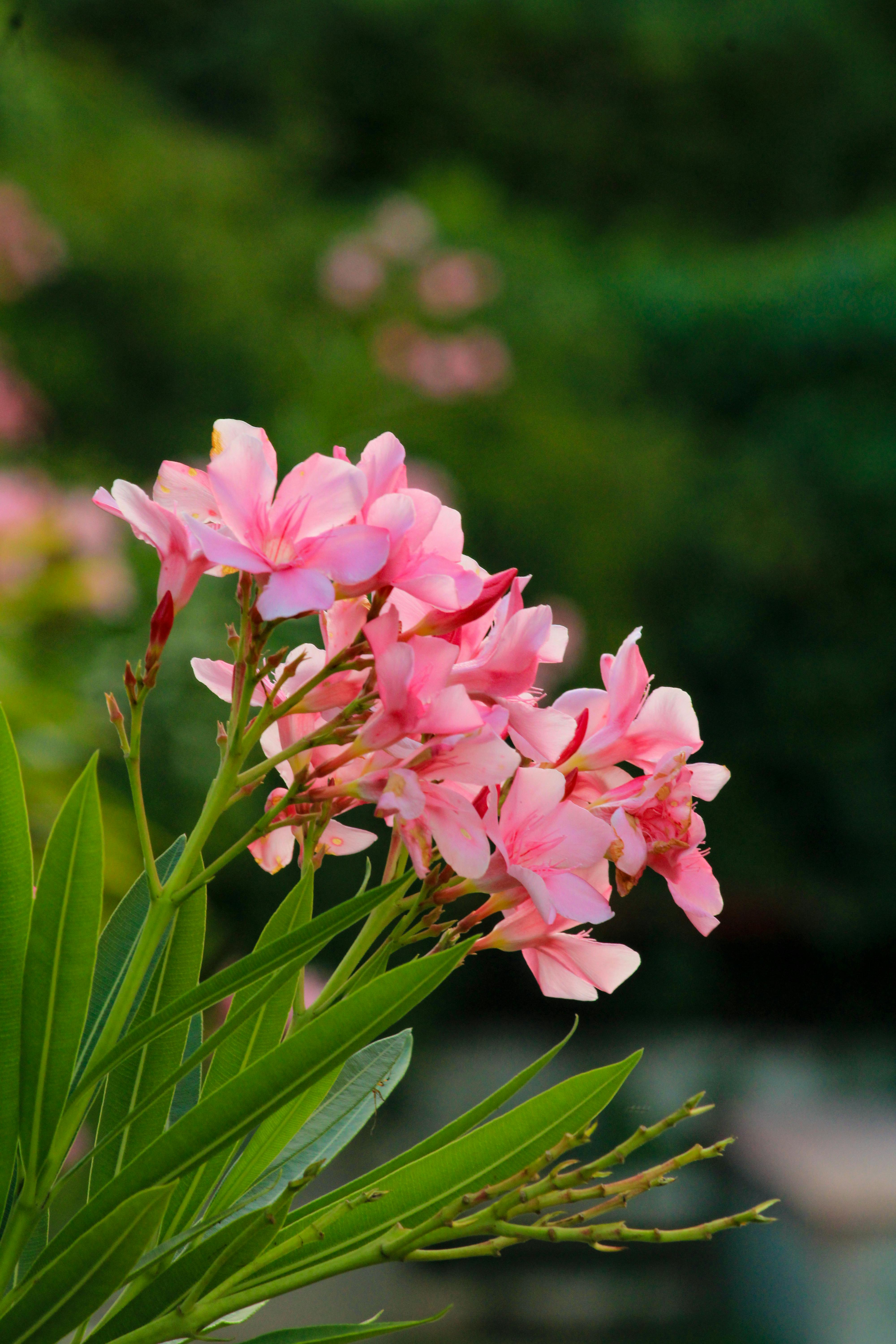 Flores De Adelfa De Color Rosa Vibrante En Flor · Foto de stock gratuita