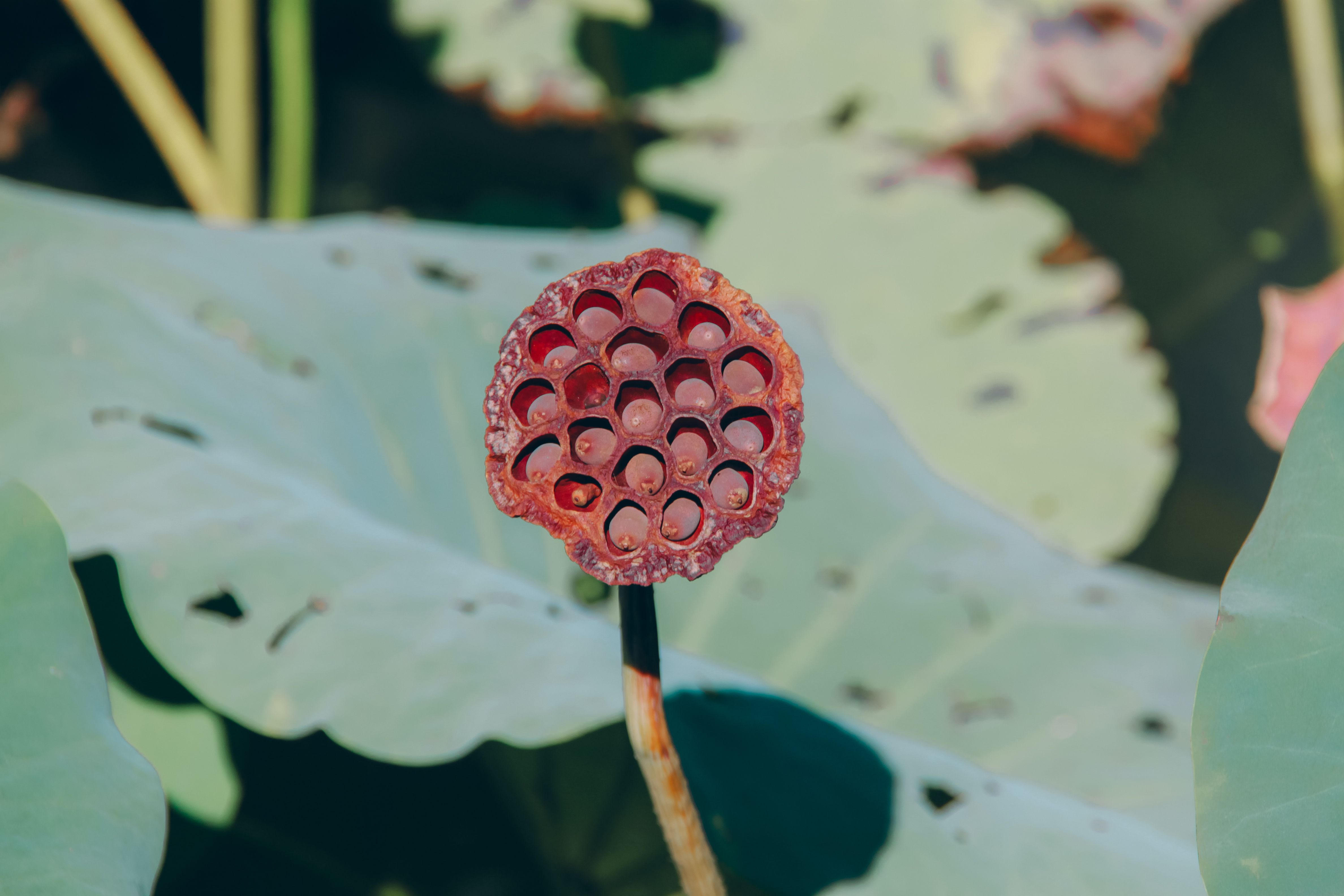 Close-up of Lotus Seed Pod with Green Leaves · Free Stock Photo