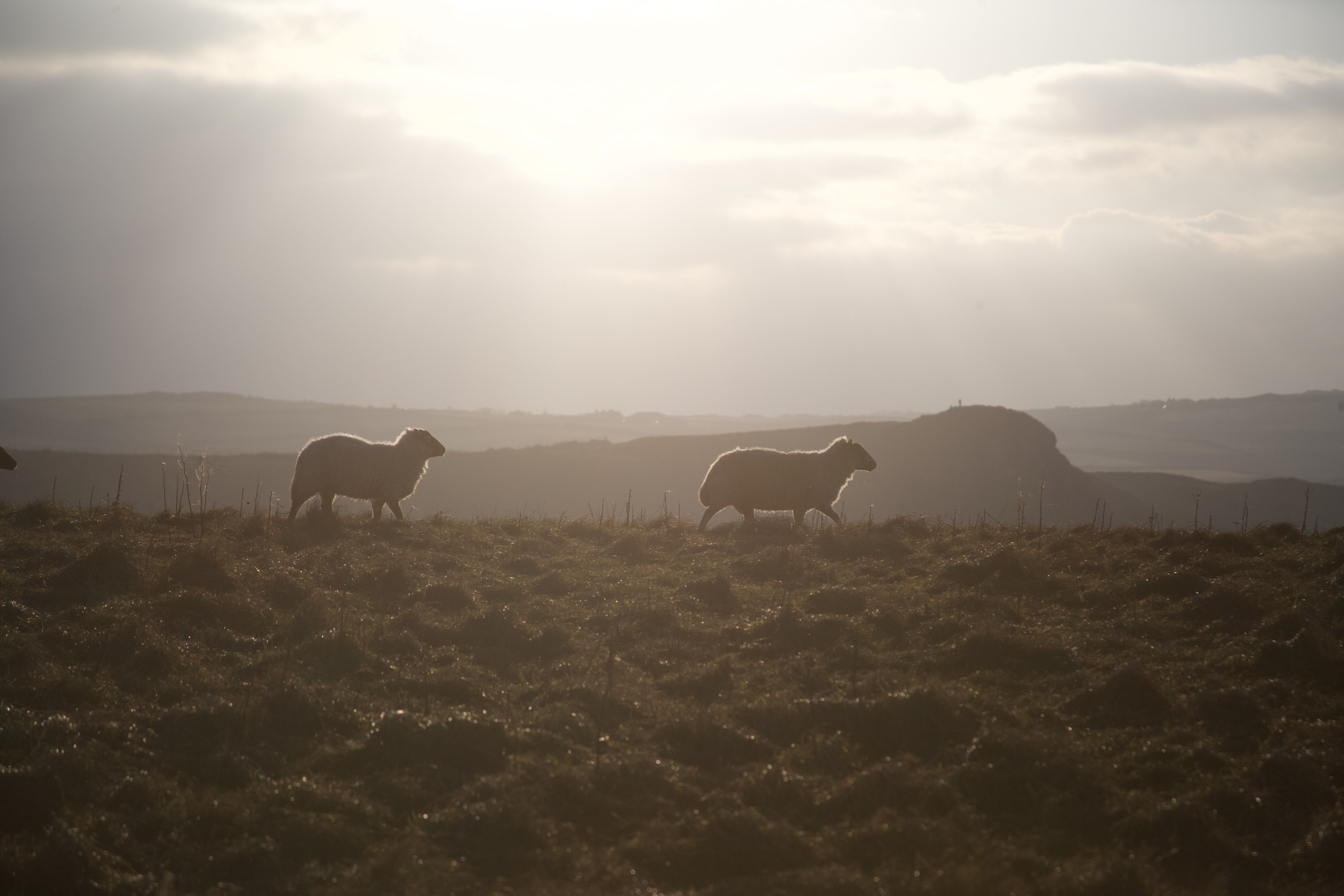 Upland Landscape Photos, Download The BEST Free Upland Landscape Stock ...