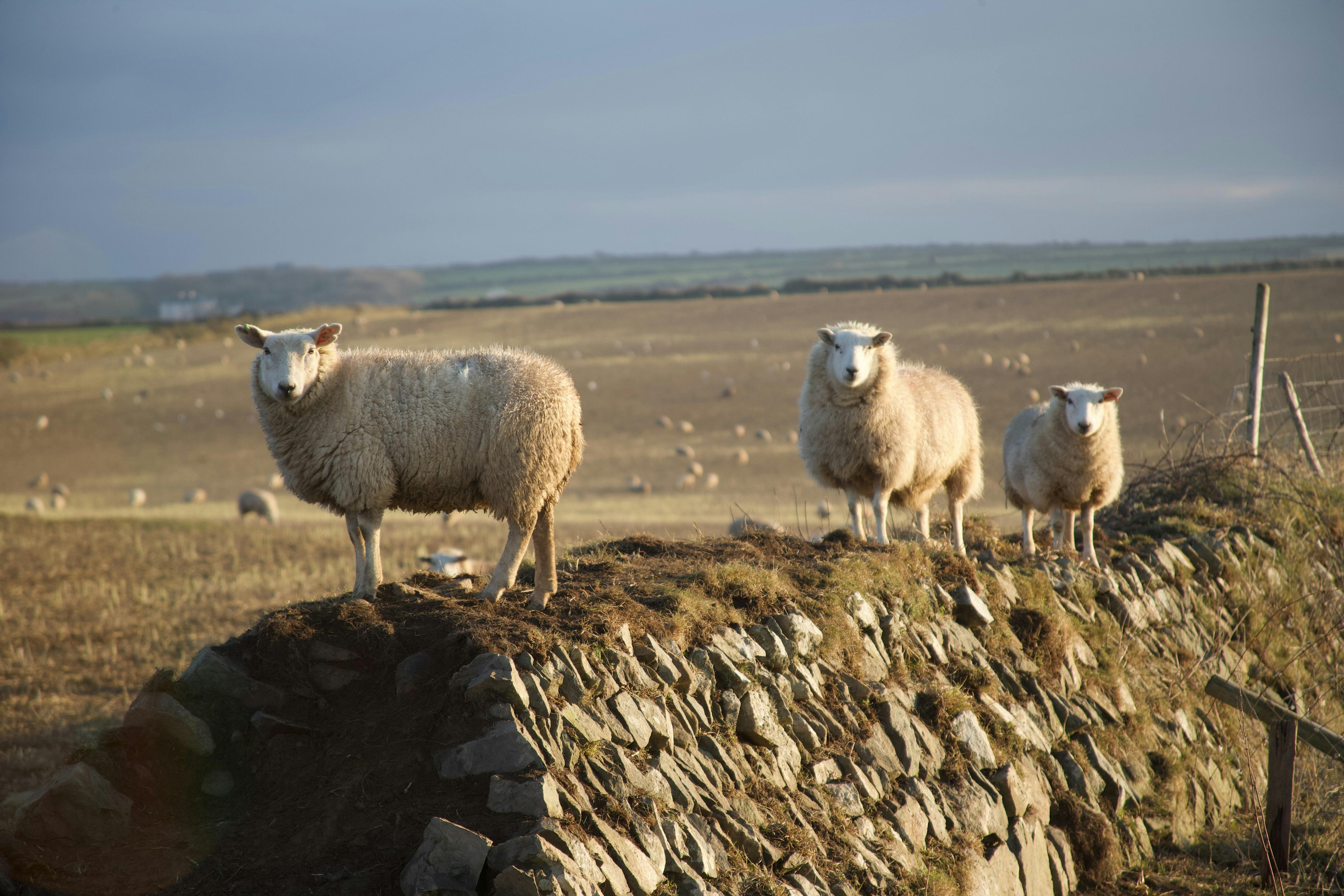 200.000+ melhores imagens de Pastor Animation · Download 100% grátis ...
