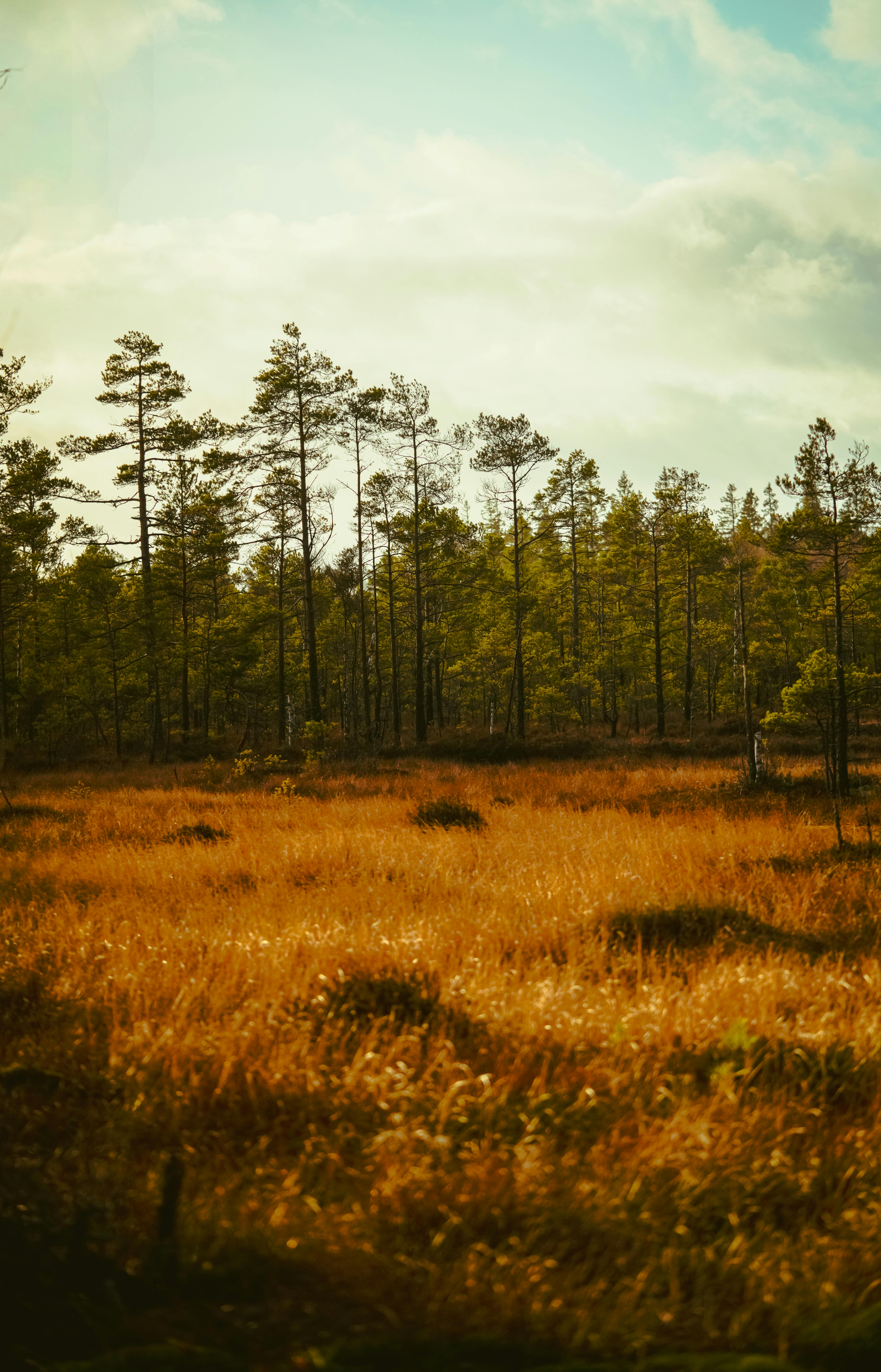 Golden Autumn Forest Landscape with Tall Trees · Free Stock Photo