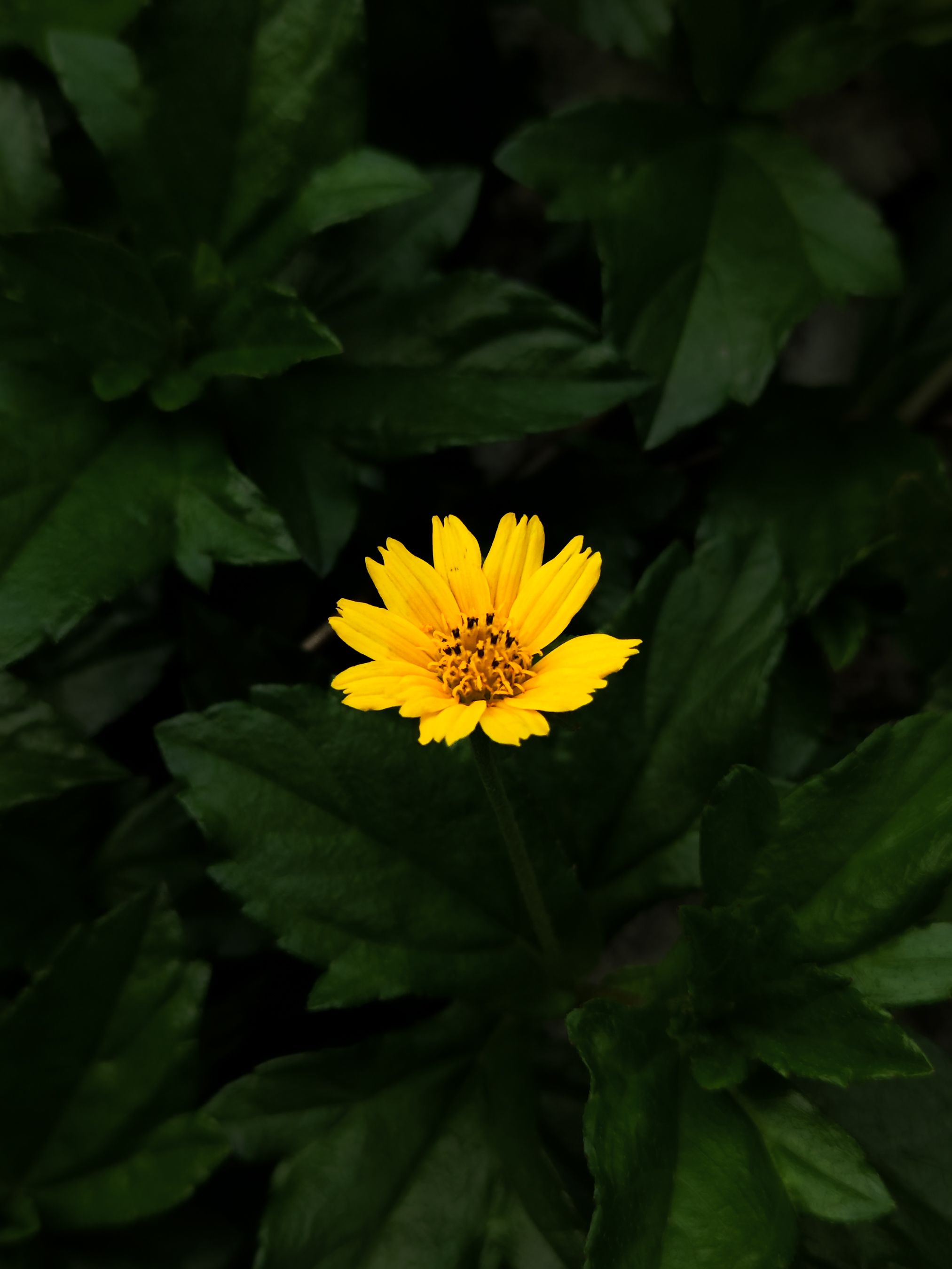Vibrant Yellow Flower Amidst Green Foliage · Free Stock Photo