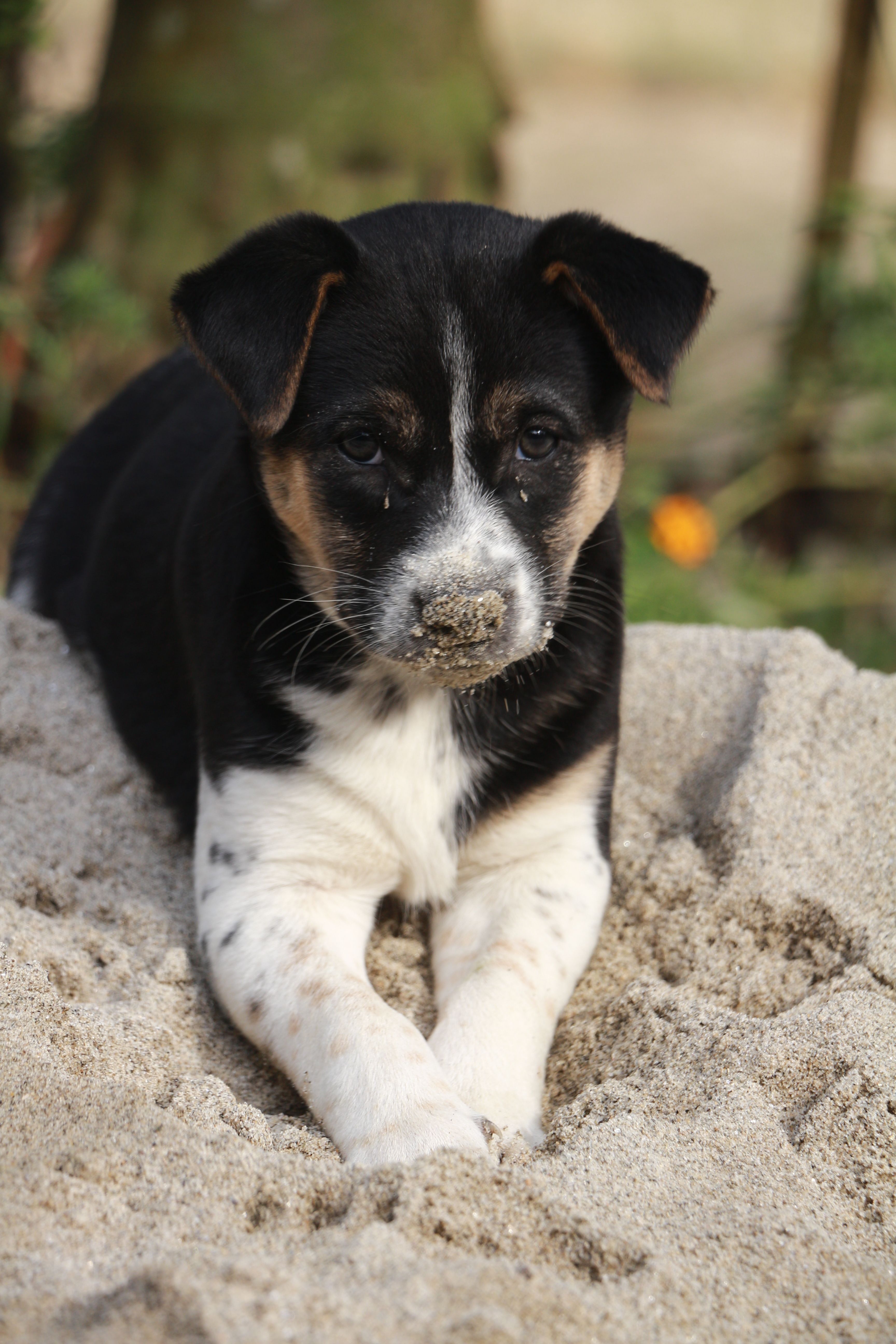 Adorable Puppy Playing in Sand Outdoors · Free Stock Photo