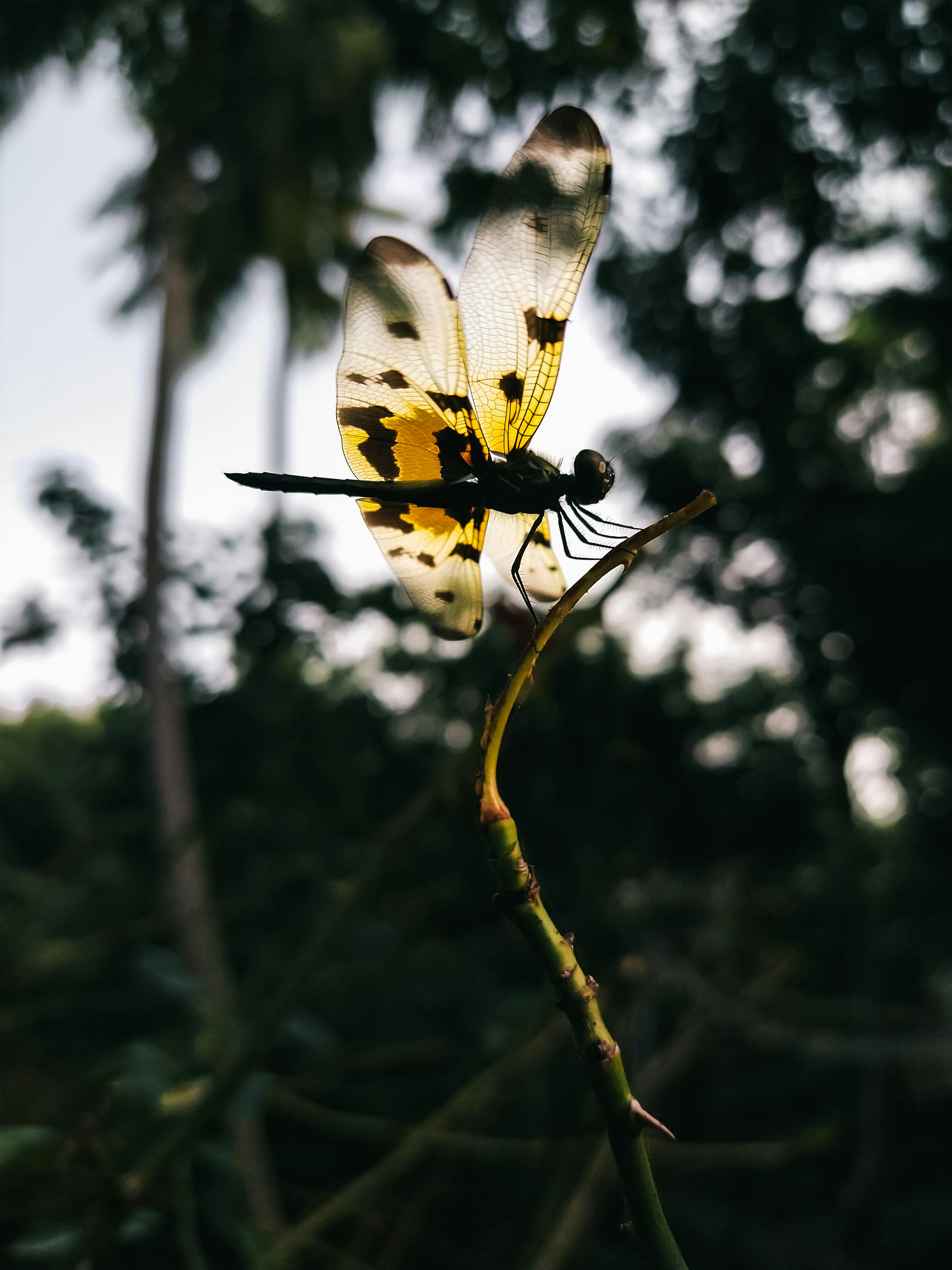 Praylin Jerish - Photography