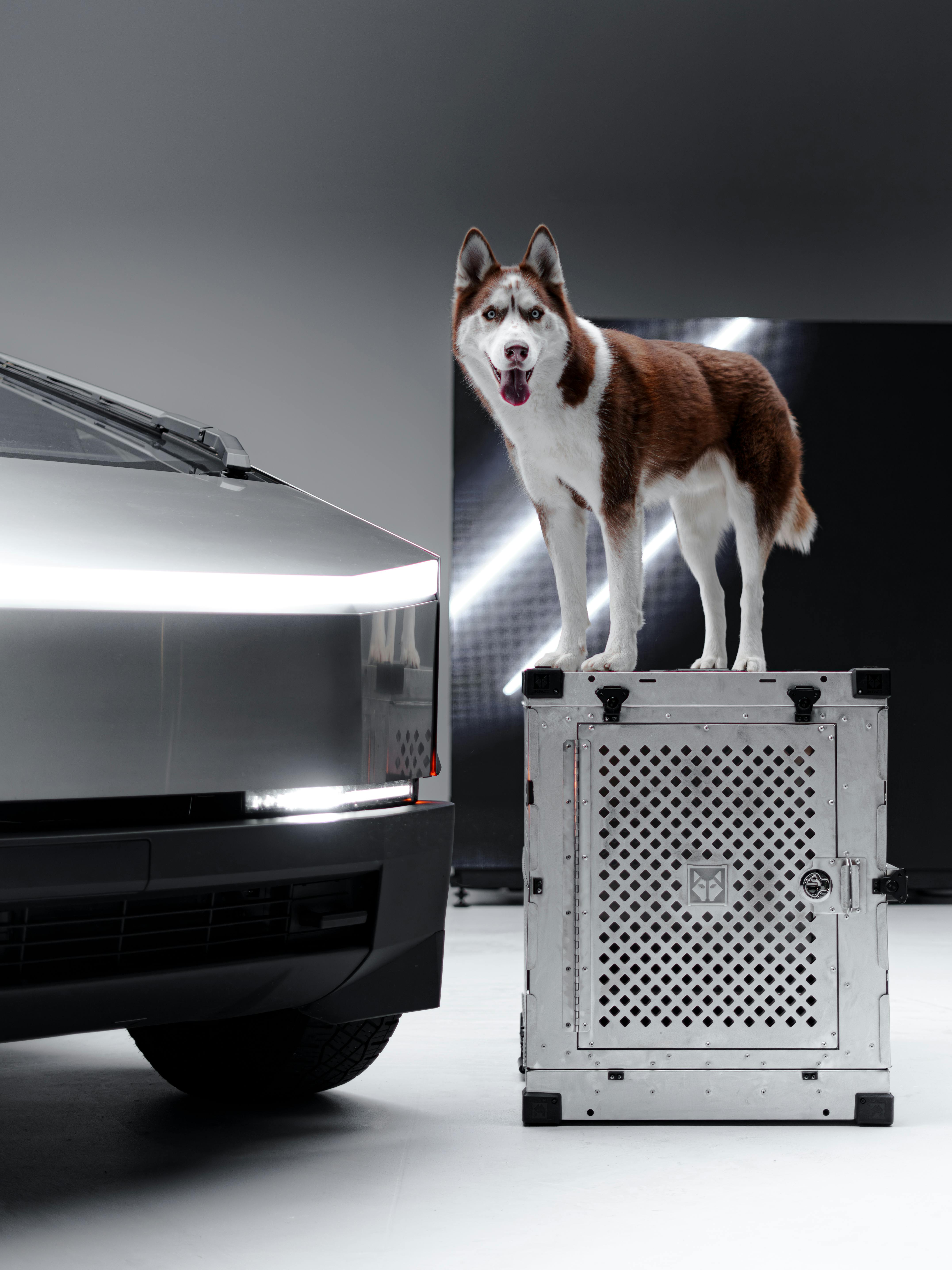 Tesla Cybertruck with Dog and Crate in Nature · Free Stock Photo