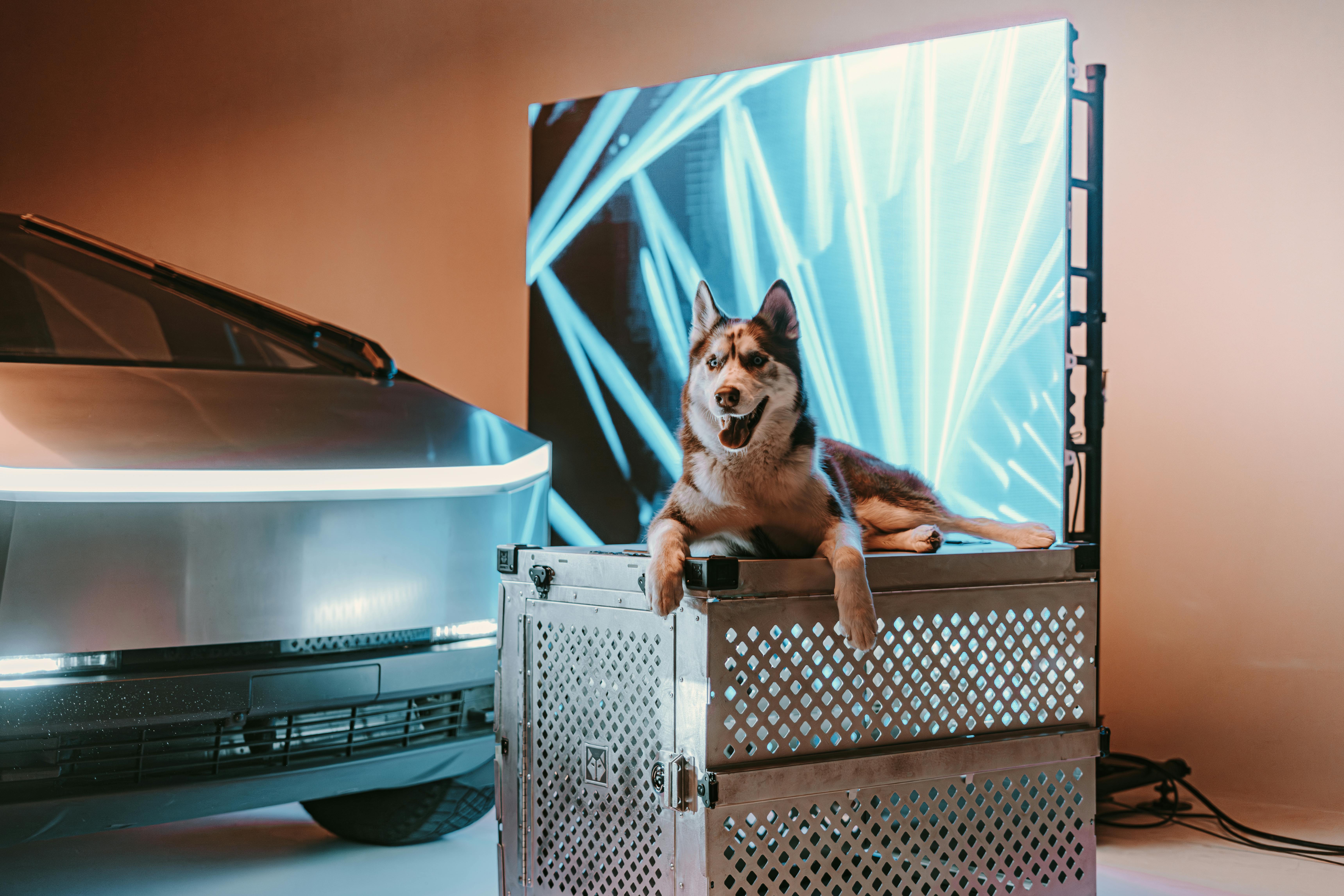 Siberian Husky on Crate with Futuristic Cybertruck · Free Stock Photo