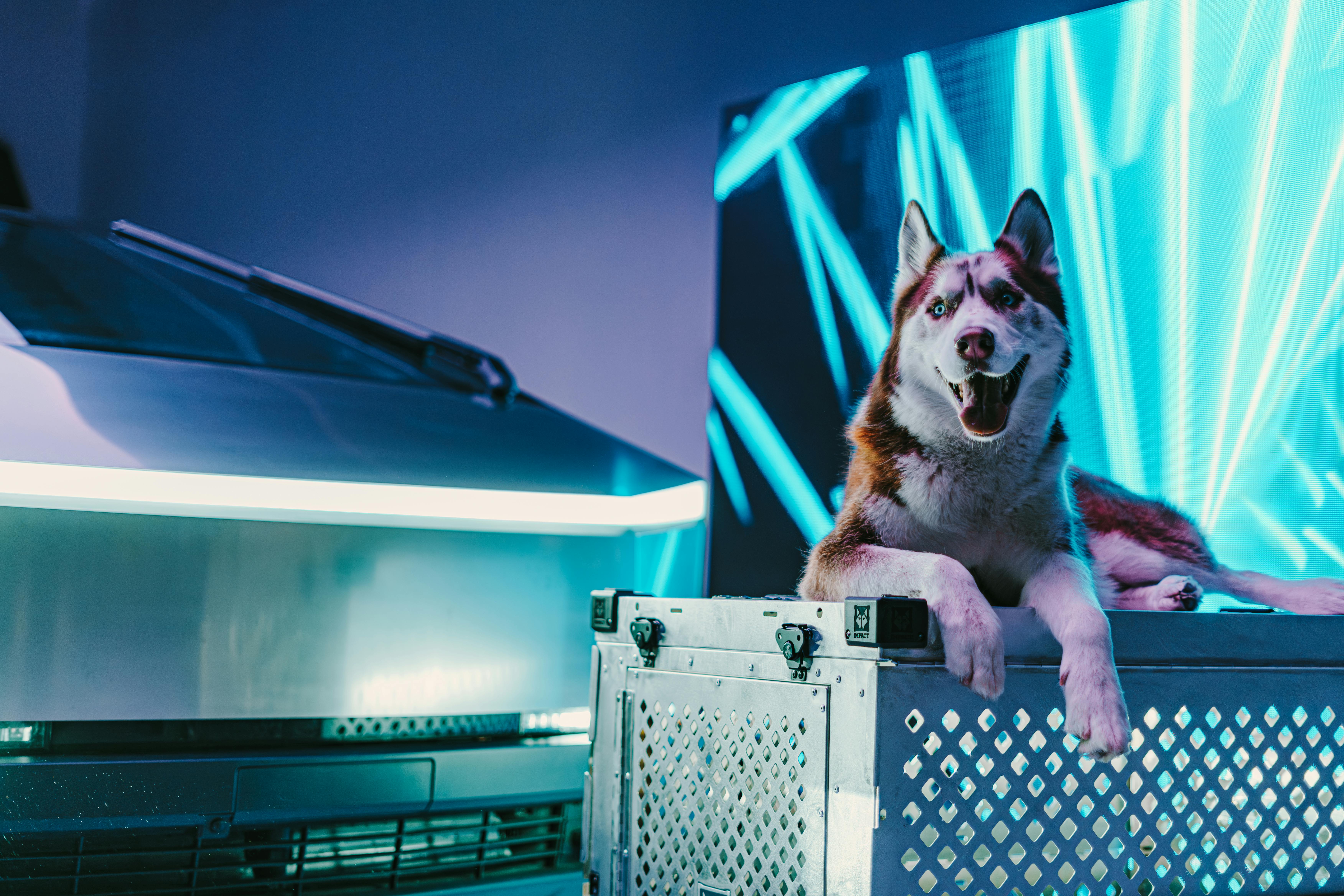 Husky Relaxing Beside Futuristic Vehicle · Free Stock Photo