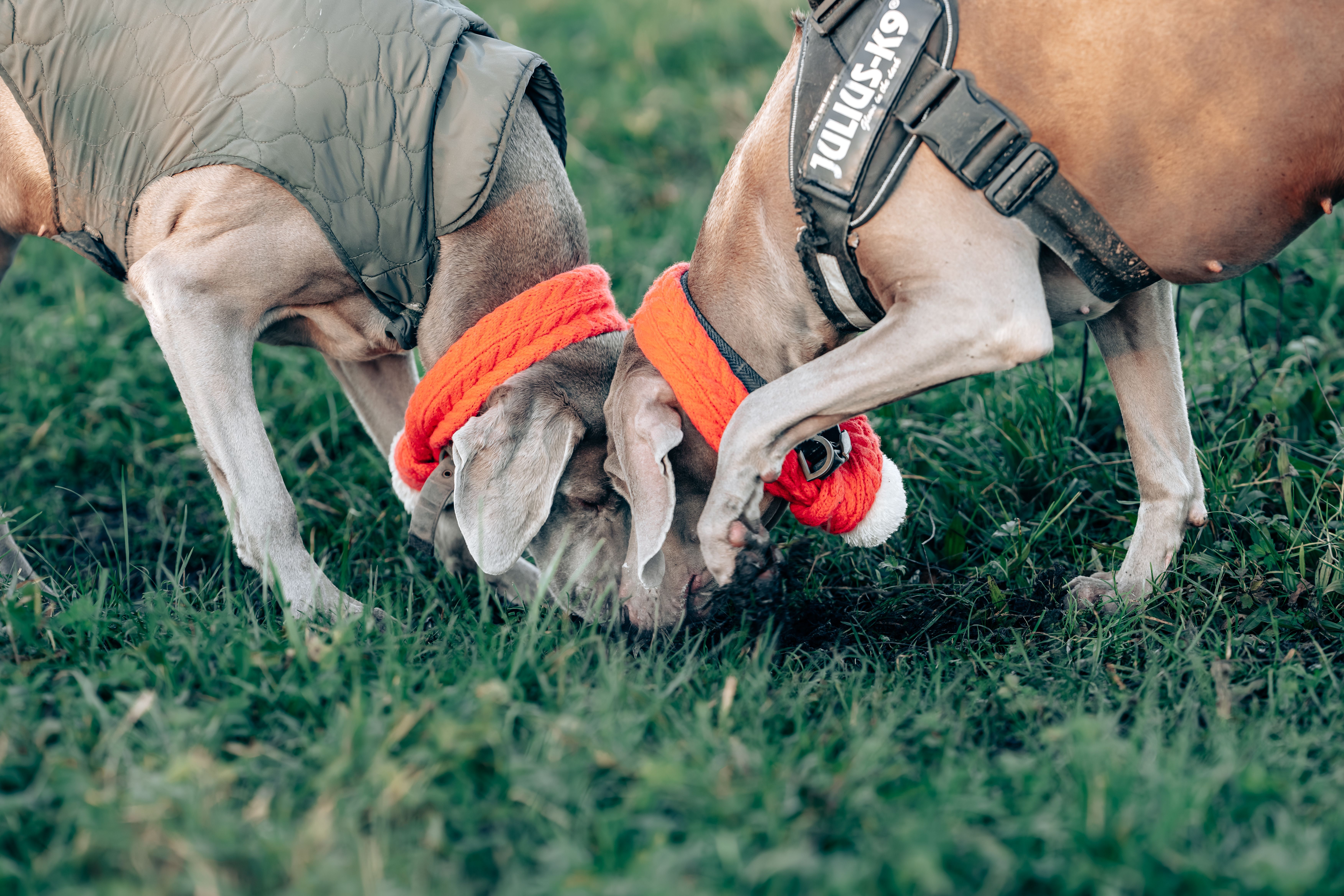 Dogs Digging Photos, Download The BEST Free Dogs Digging Stock Photos ...