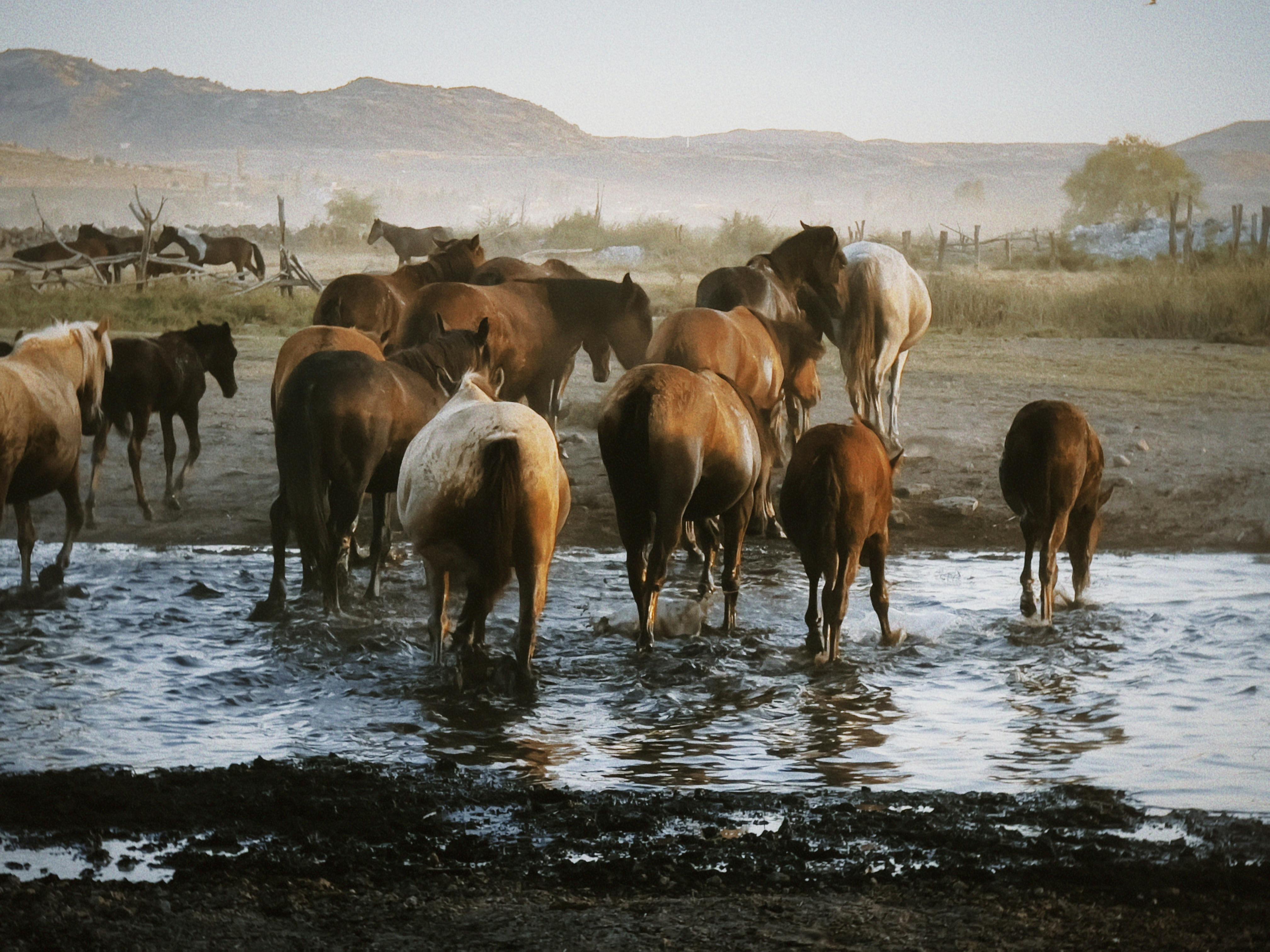 Herd of Horses Crossing a Stream in Pasture · Free Stock Photo