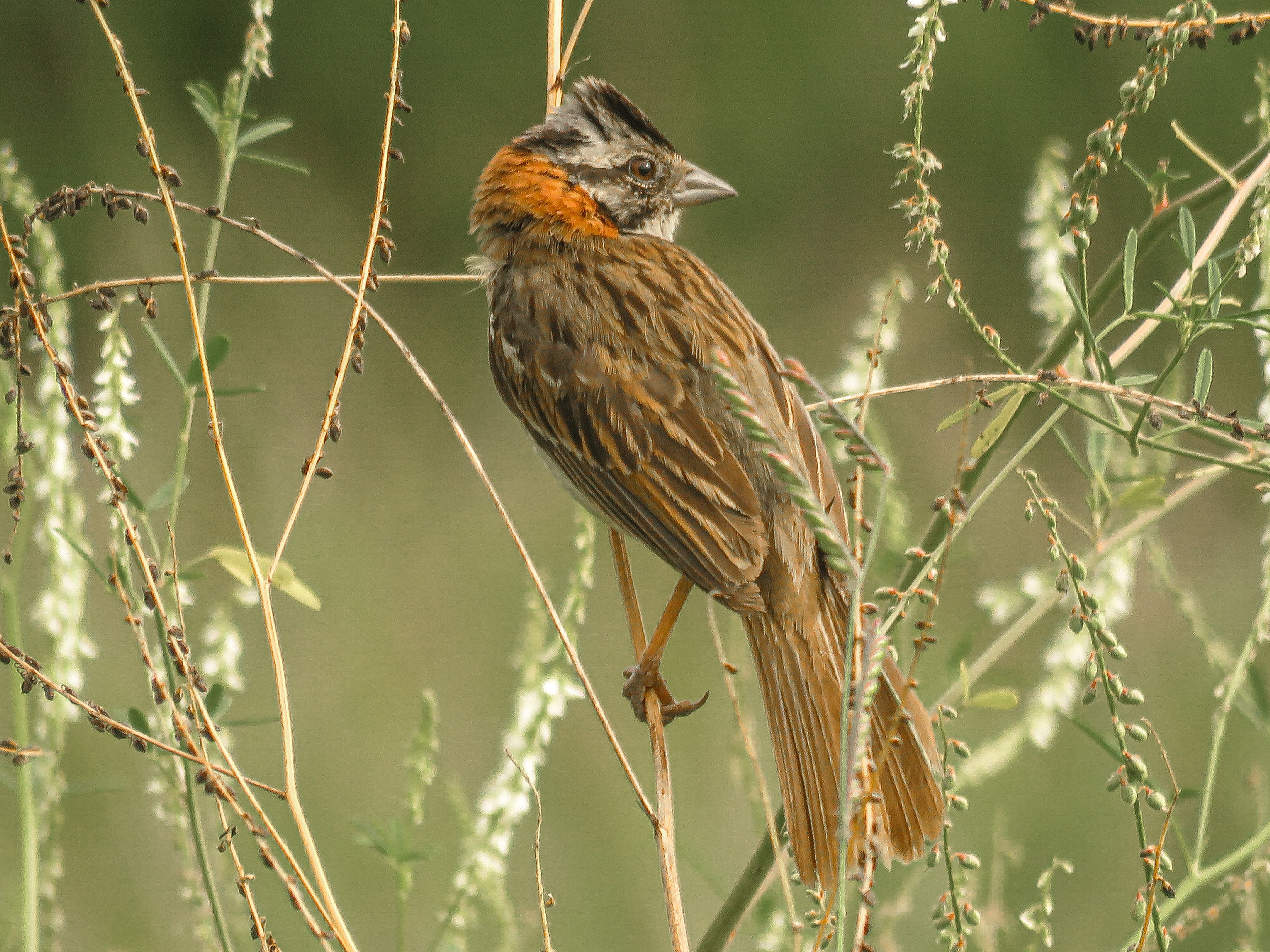 Colorful Rufous-collared Sparrow in Brazil's Wild · Free Stock Photo