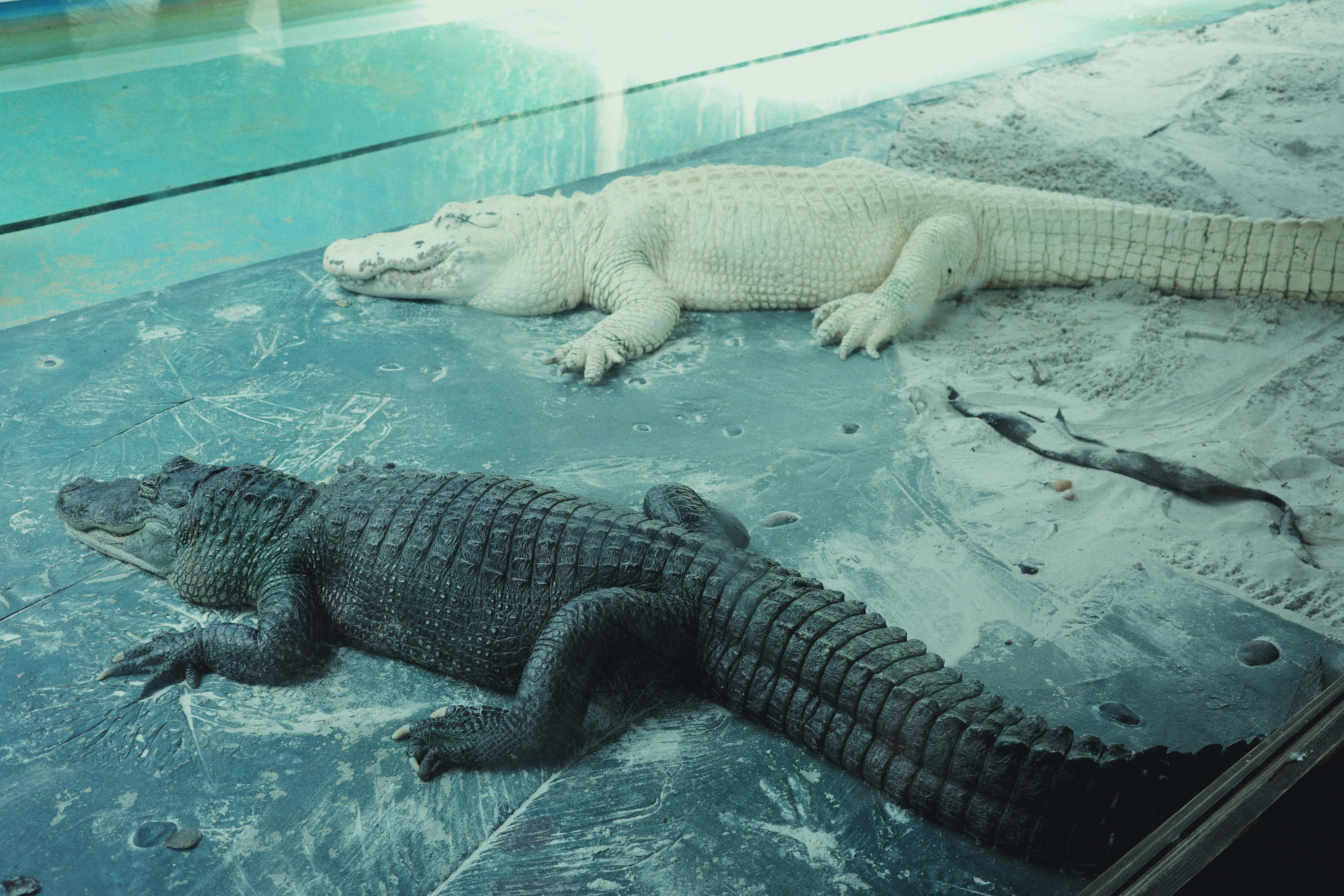 Man Holding Alligator Selective Focus Photography · Free Stock Photo