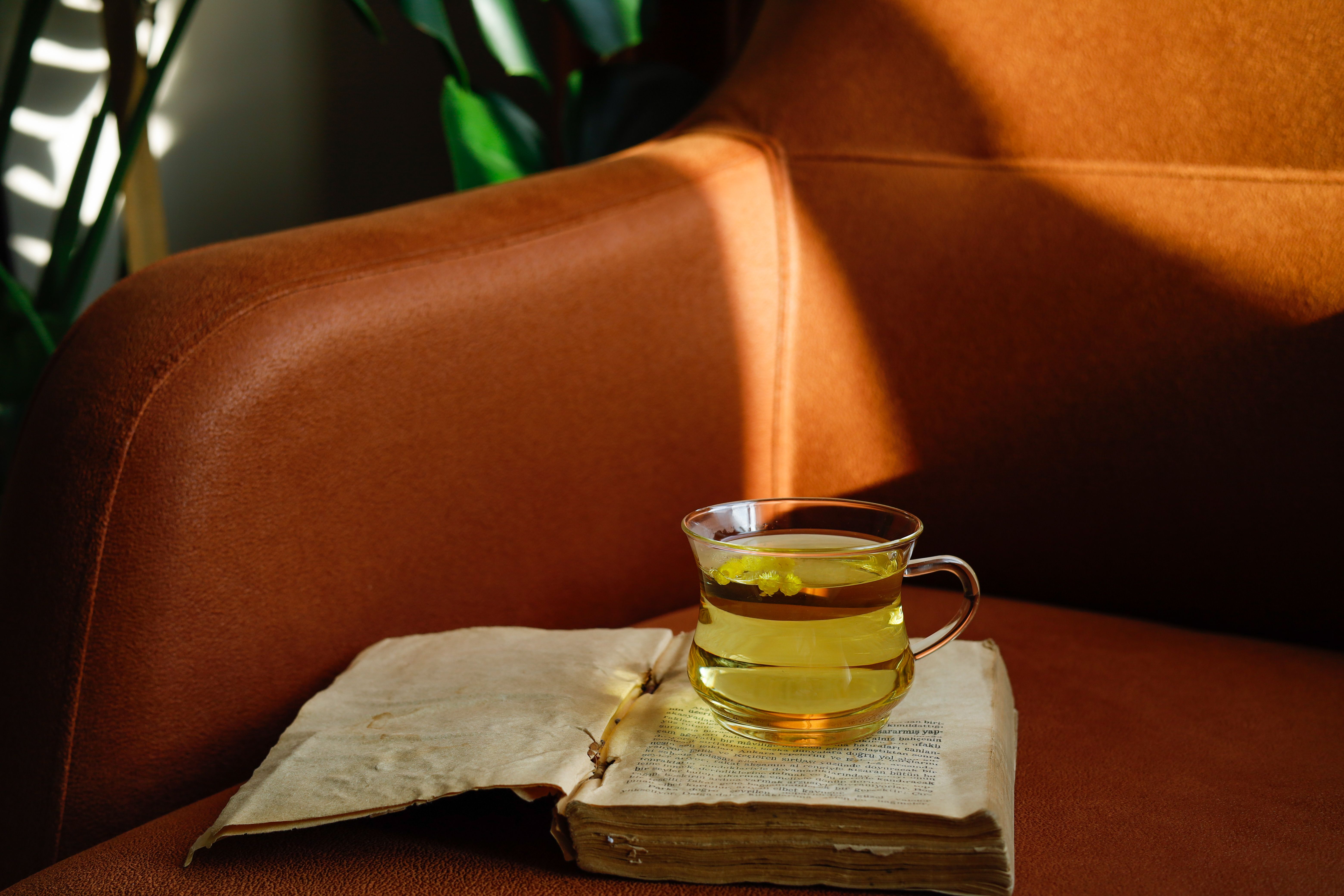 Cozy Reading Nook with Herbal Tea and Book · Free Stock Photo