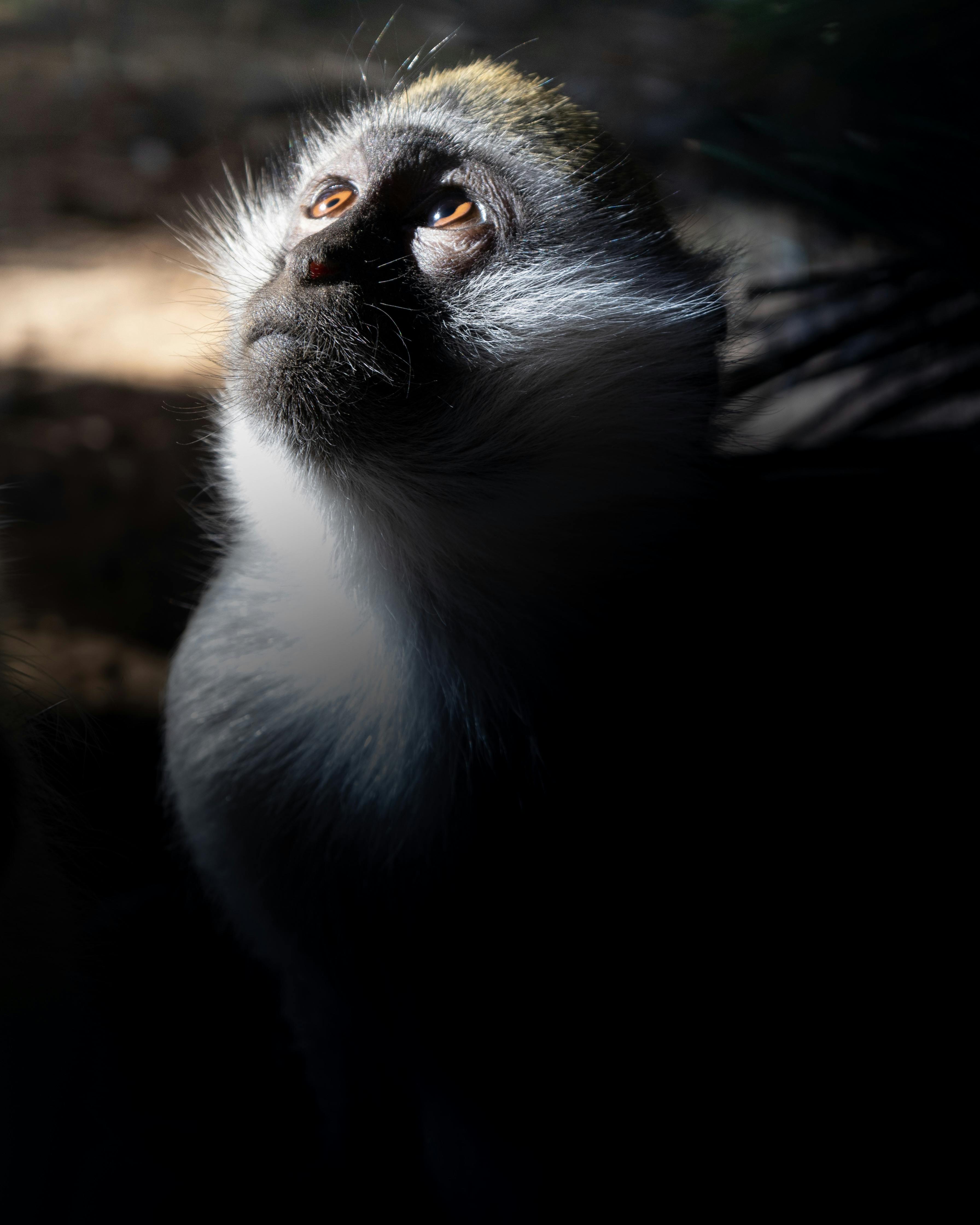 Captivating Portrait of a Monkey in Jordan · Free Stock Photo