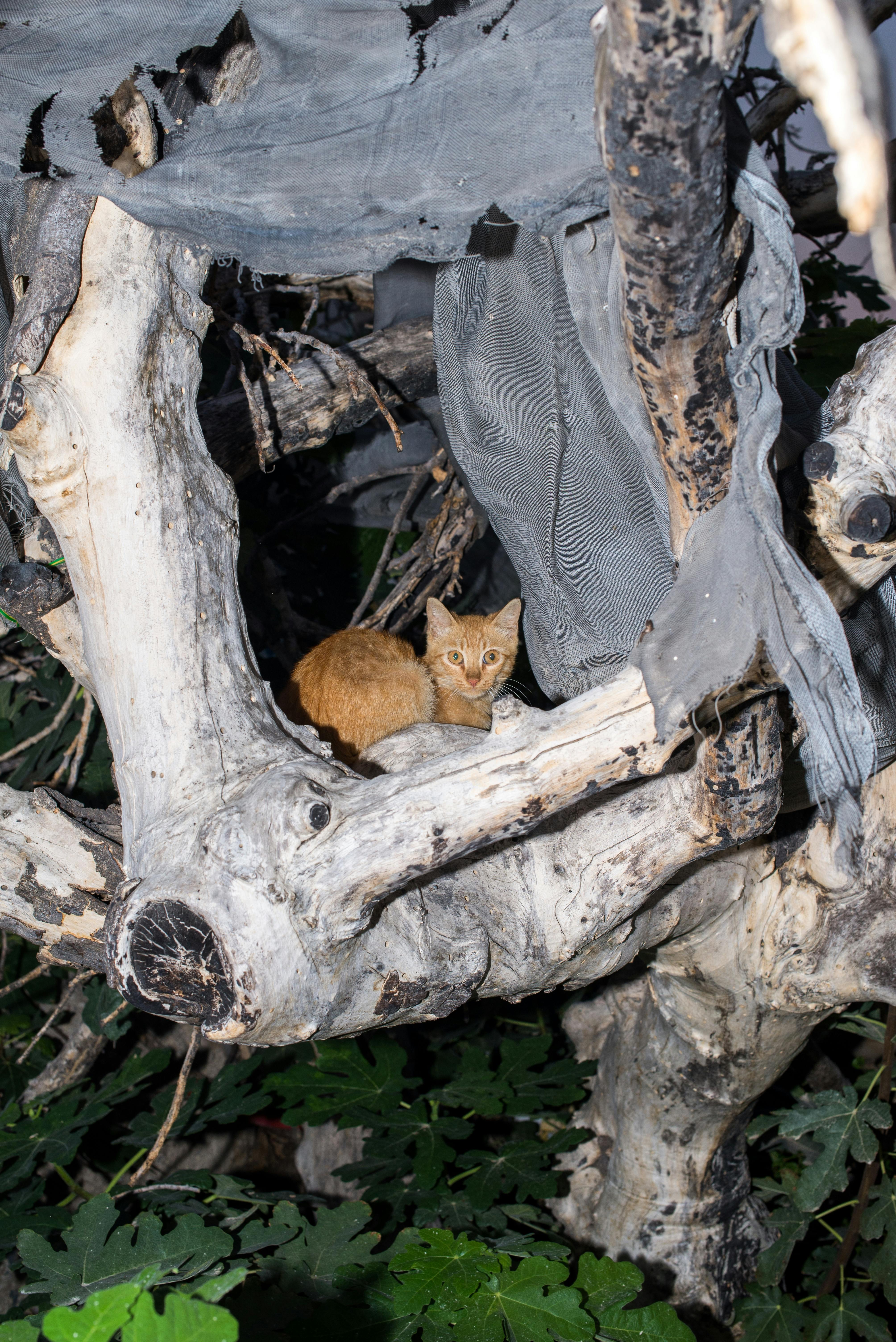 Ginger Cat Hiding in Tree with Draped Fabrics · Free Stock Photo