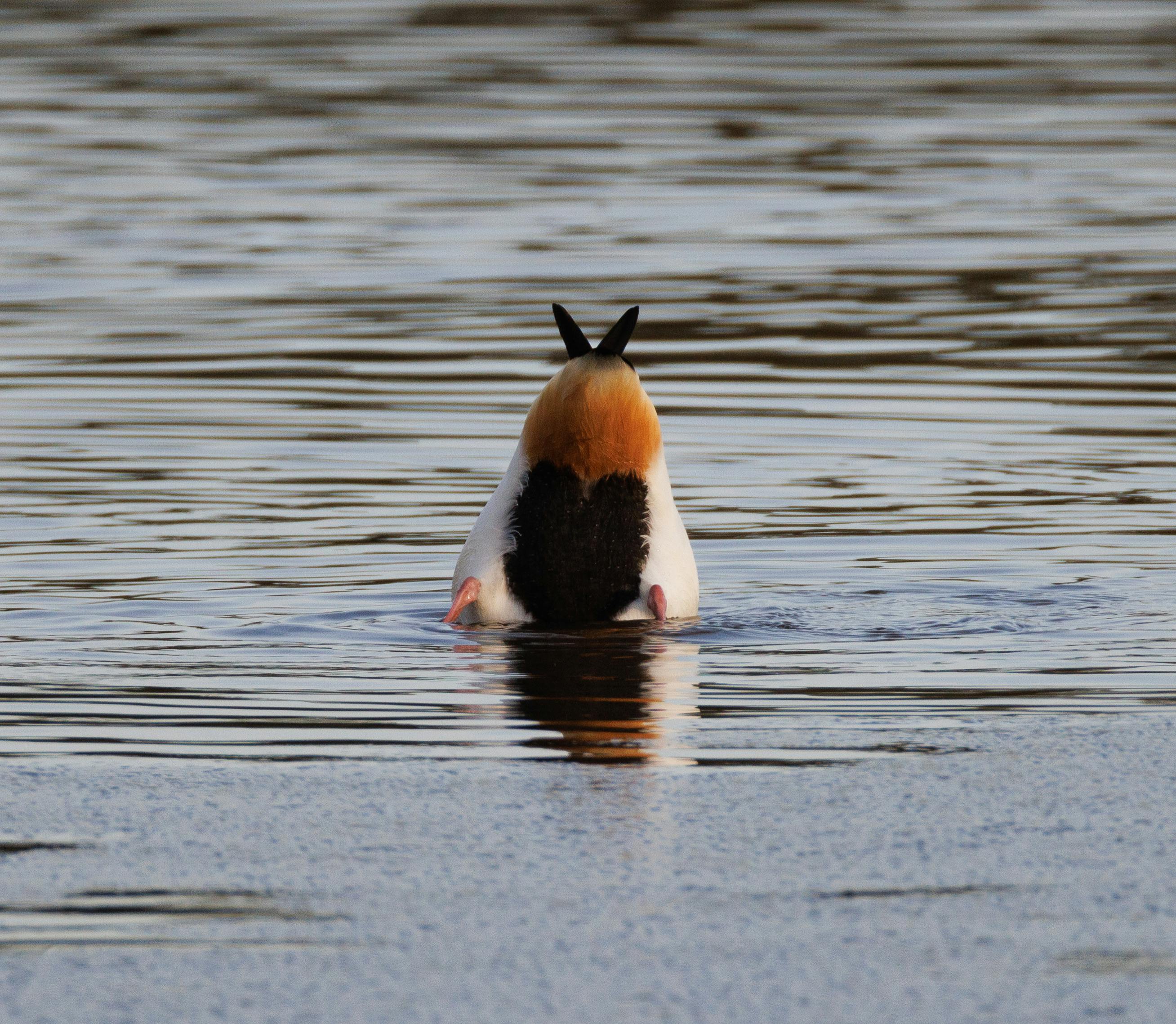 Colorful Duck Diving into Water Scene · Free Stock Photo
