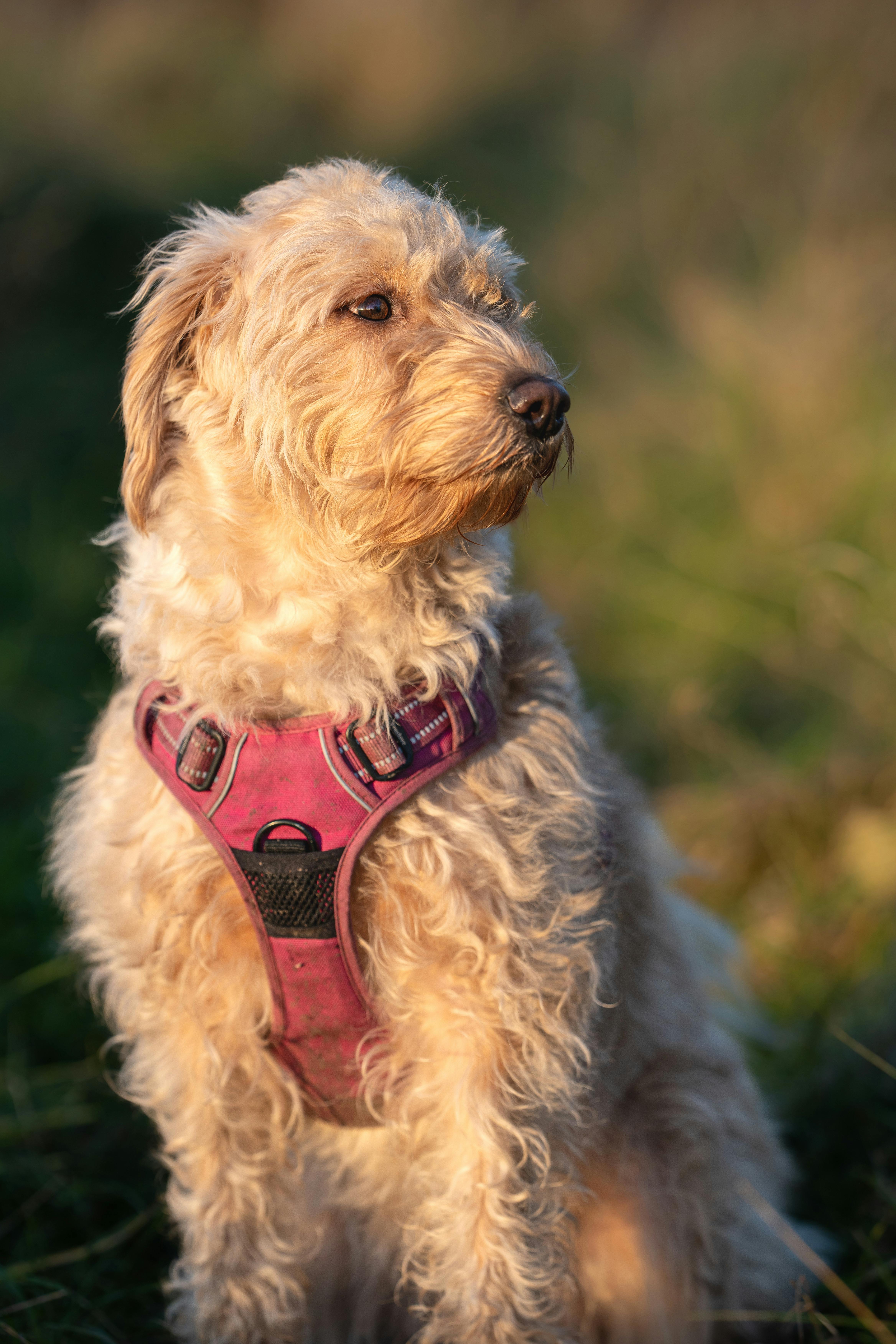 Adorable Labradoodle in Pink Harness Outdoors · Free Stock Photo