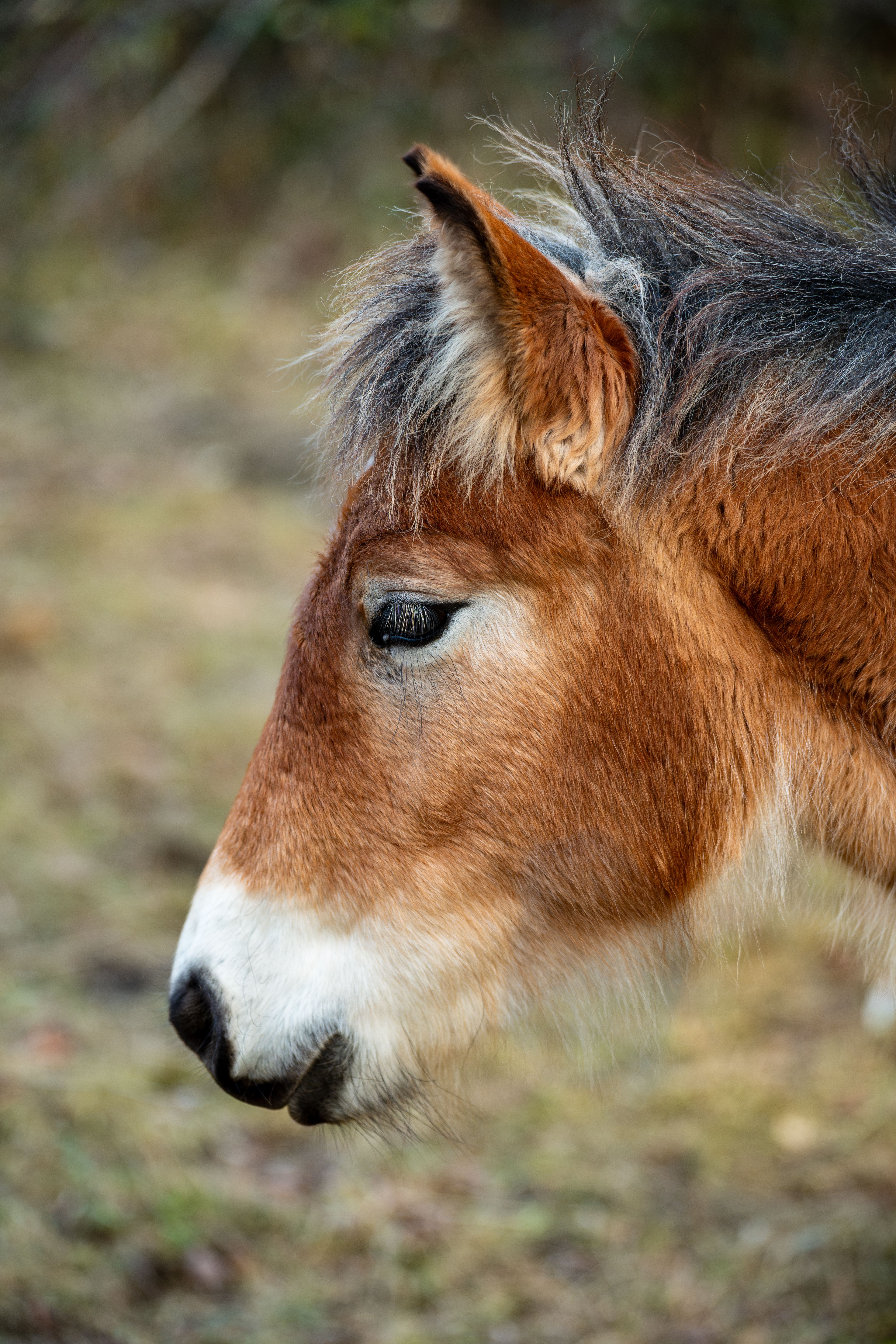Close-Up of a Przewalski's Horse in Natural Habitat · Free Stock Photo