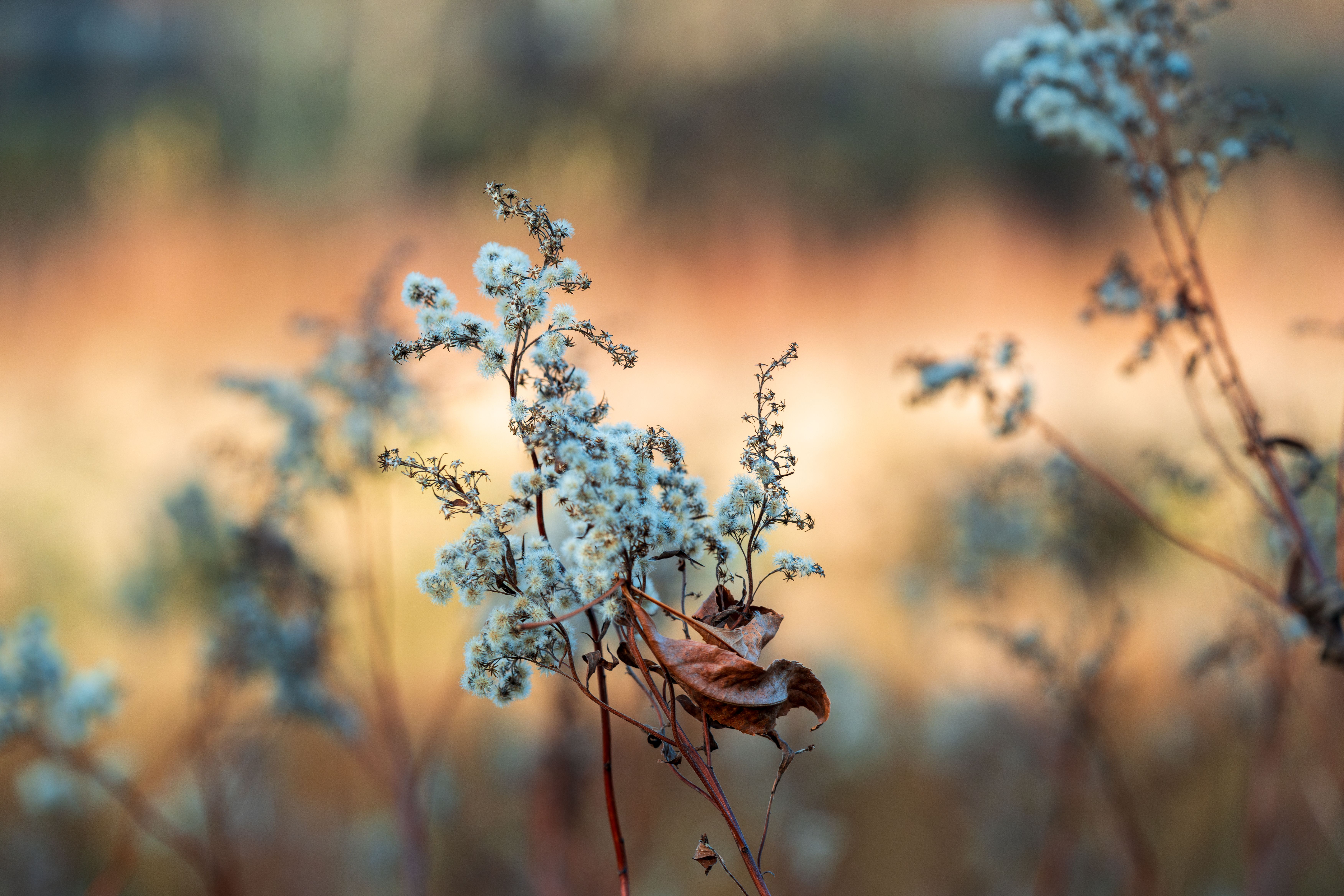 Autumn Wildflowers in a Sunlit Meadow · Free Stock Photo
