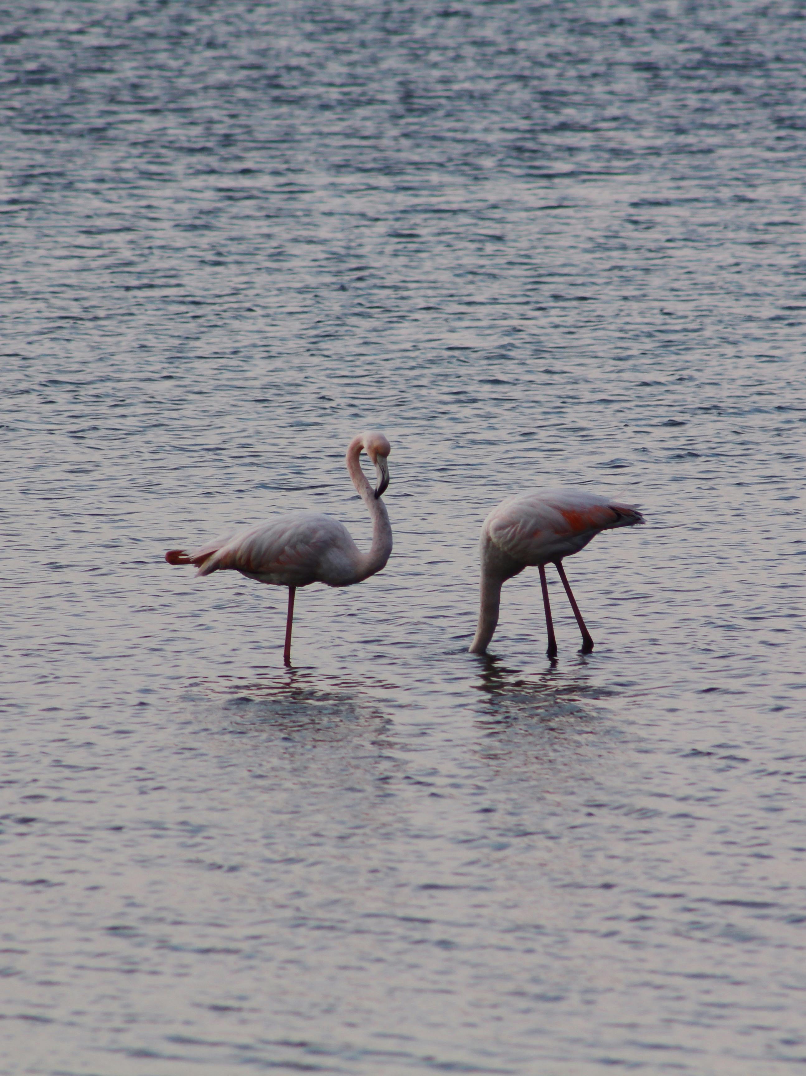 Kalderin Flamingo Photos, Download The BEST Free Kalderin Flamingo ...