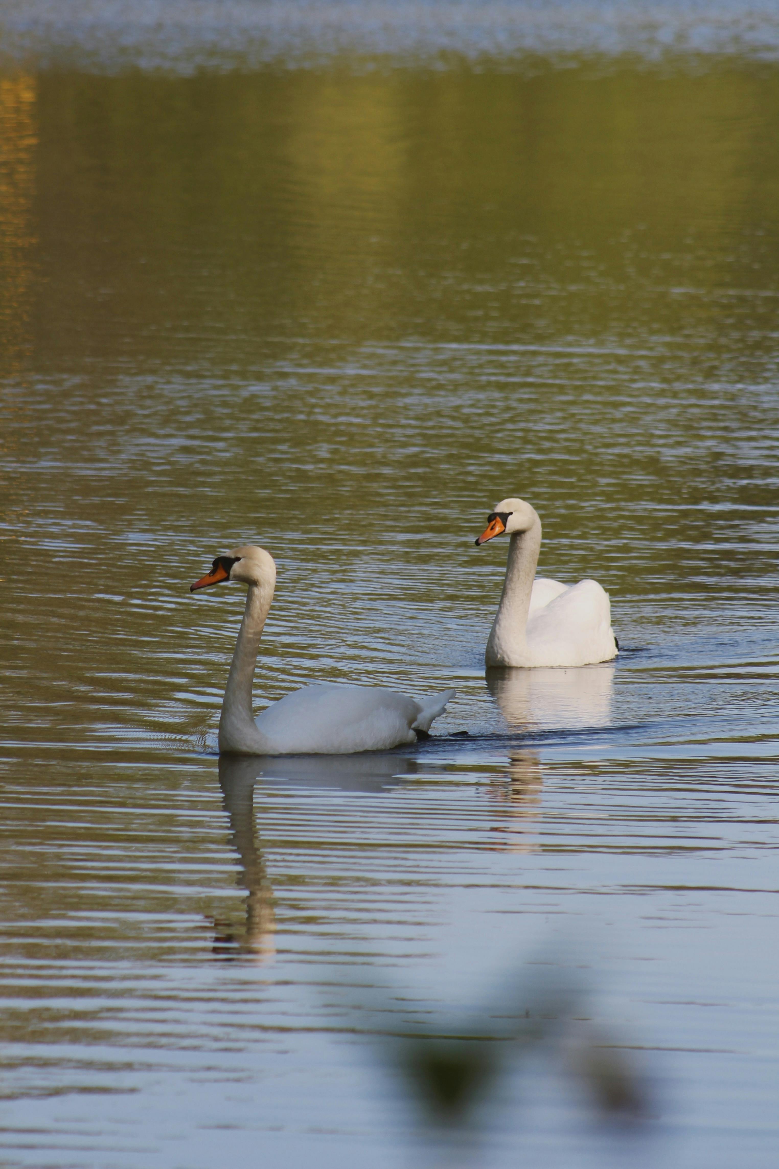 Floating Humna Photos, Download The BEST Free Floating Humna Stock ...