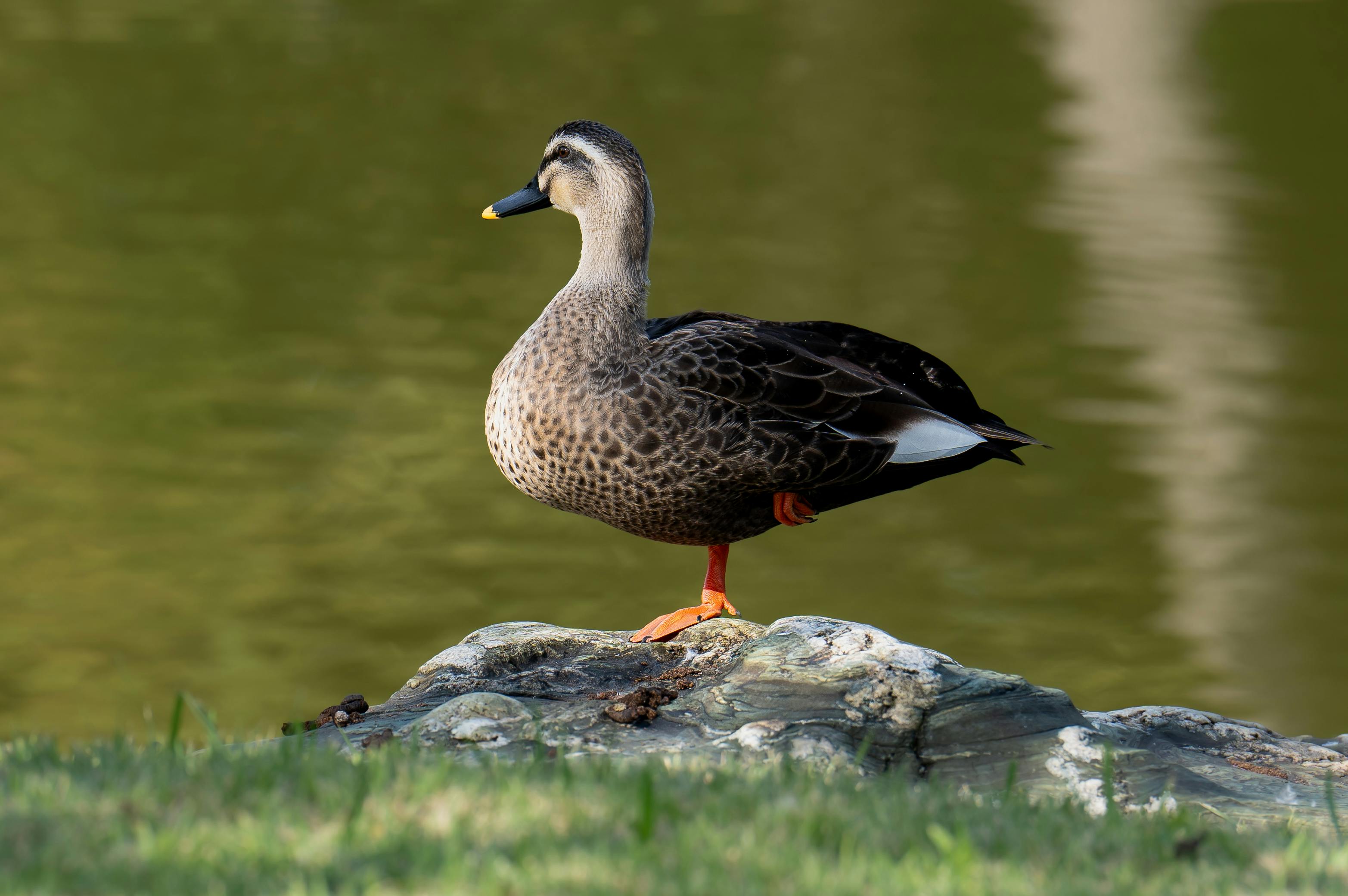 Stalker Duck Photos, Download The BEST Free Stalker Duck Stock Photos ...