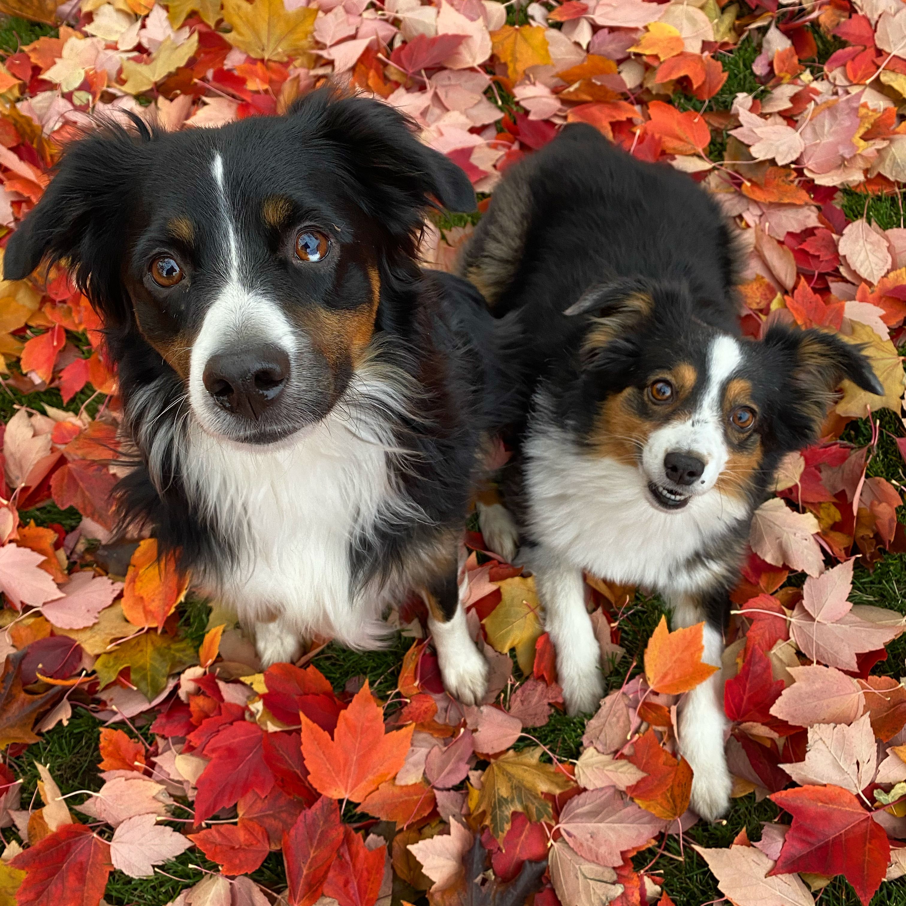 Australian Shepherd Dogs in Colorful Fall Leaves · Free Stock Photo