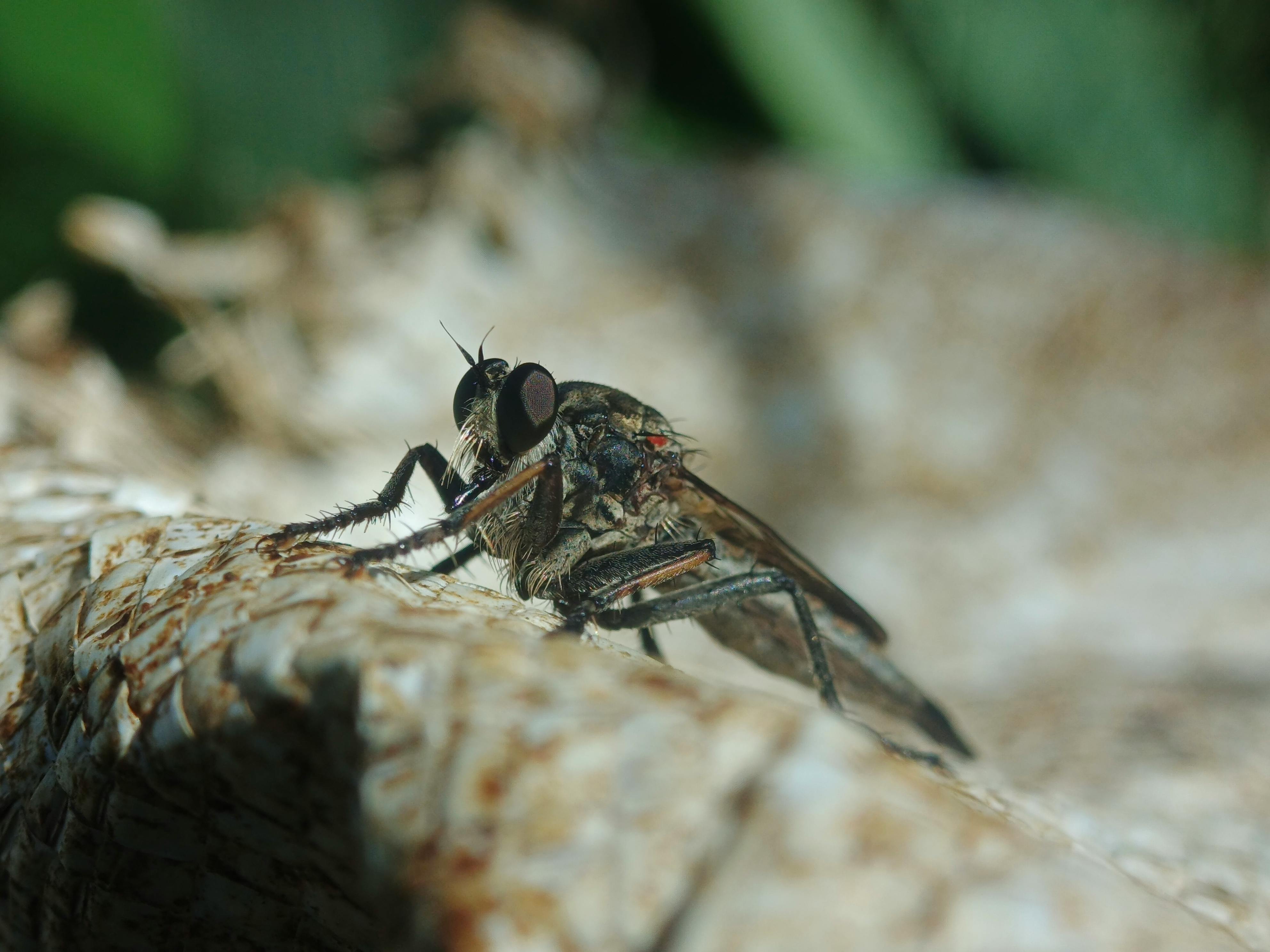 Close-up of Robber Fly in West Java, Indonesia · Free Stock Photo