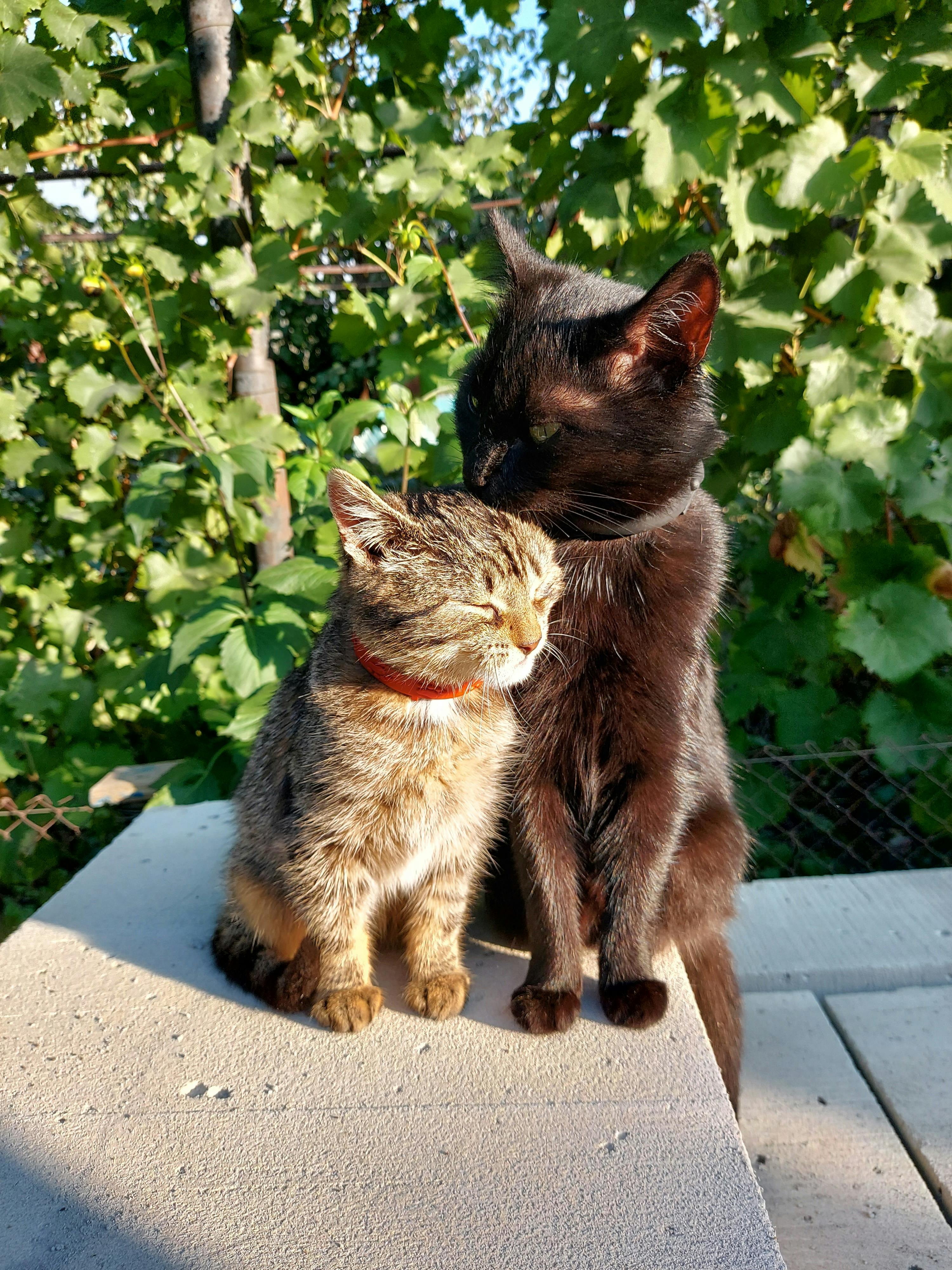 Two Cats Embracing in Sunlit Garden · Free Stock Photo