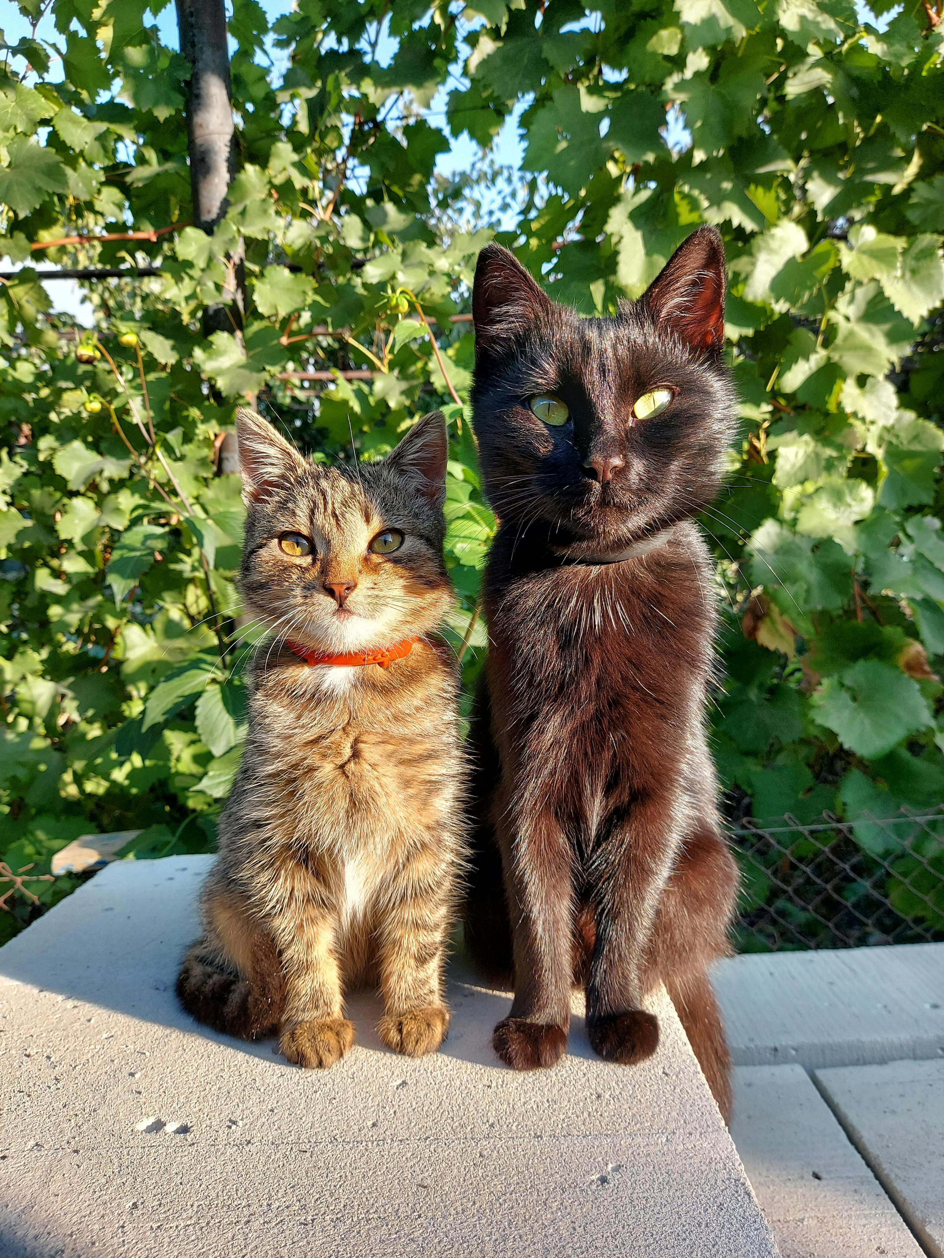 Gatos Encantadores Posando En Un Jardín Iluminado Por El Sol · Foto de ...