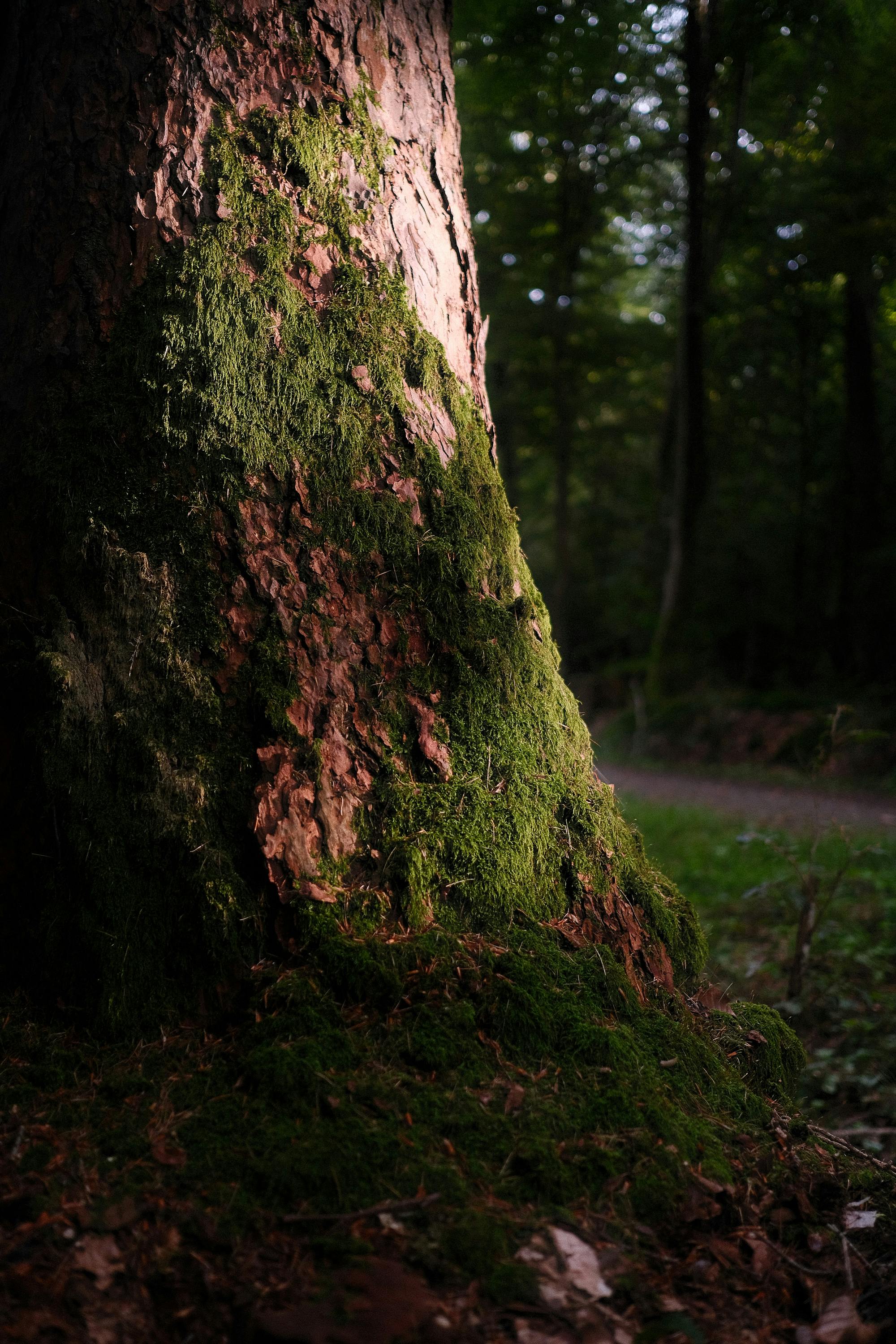 Steffen Rühlmann - Photography