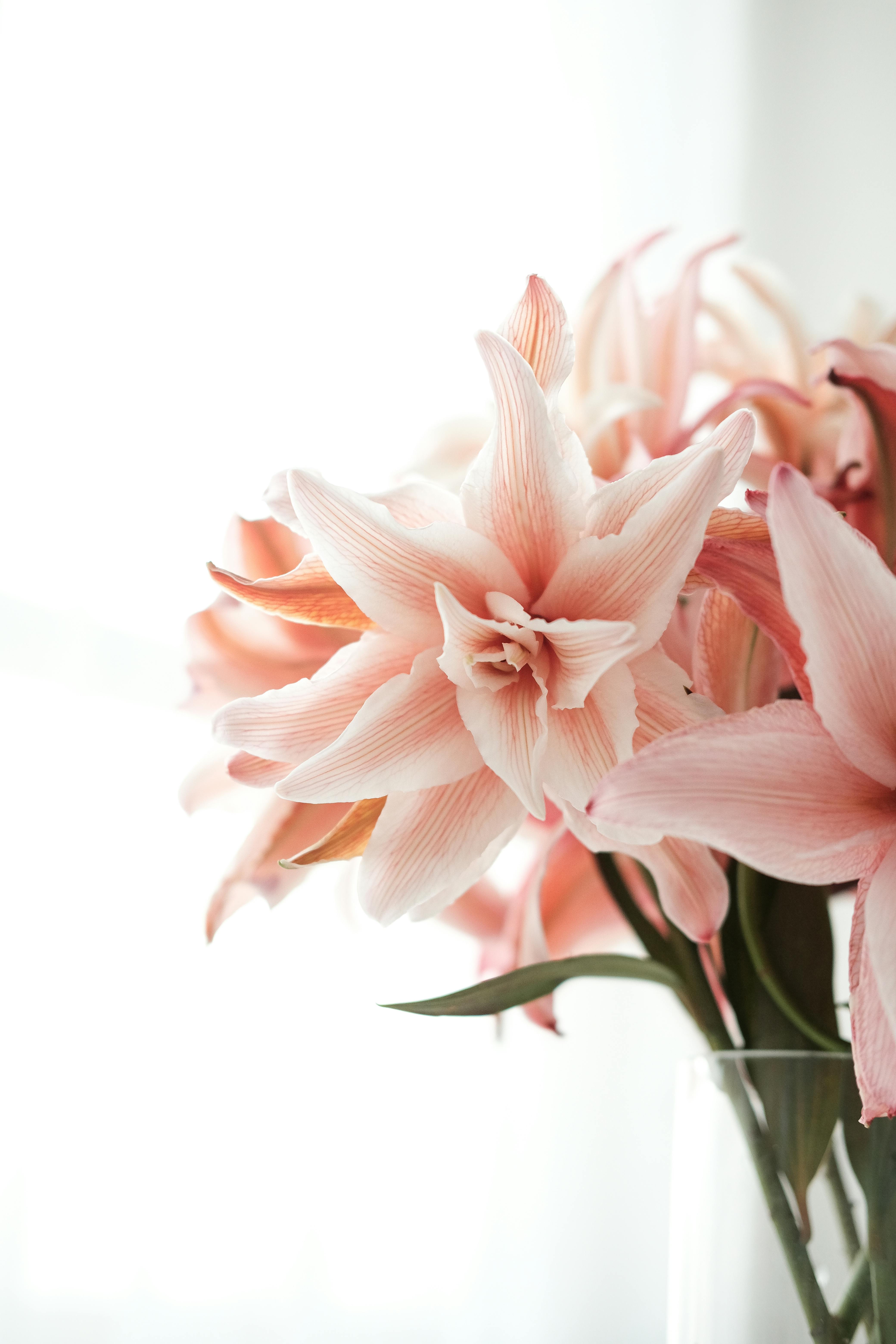 Soft Pink Amaryllis Flowers in Natural Light · Free Stock Photo