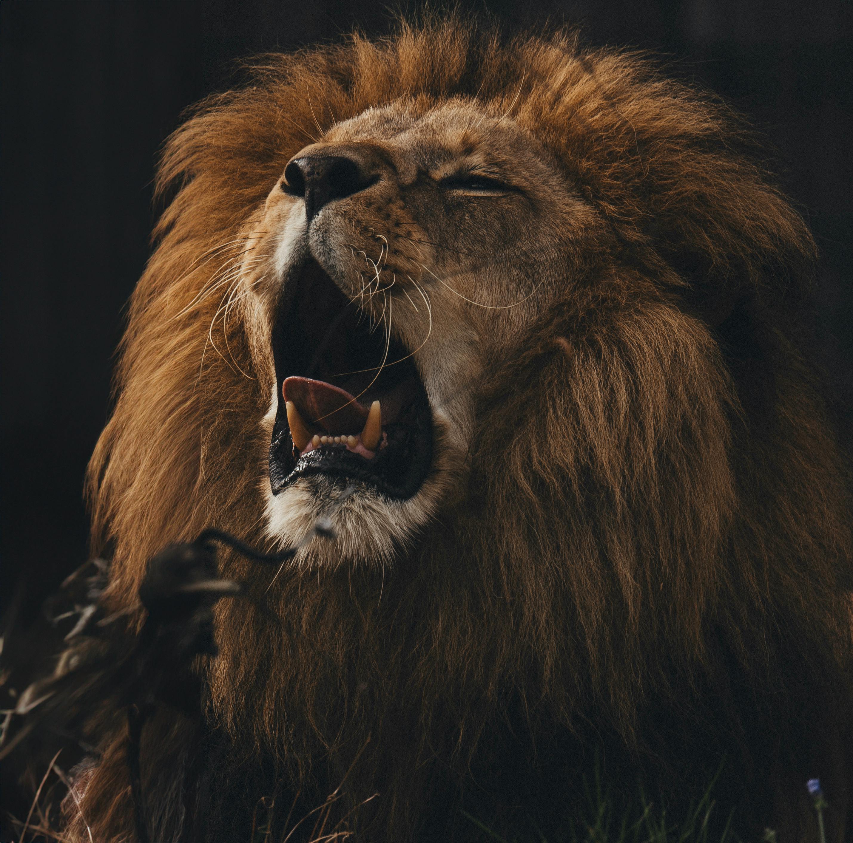 Primer Plano De Un León Rugiente En Un Entorno Natural · Foto de stock ...