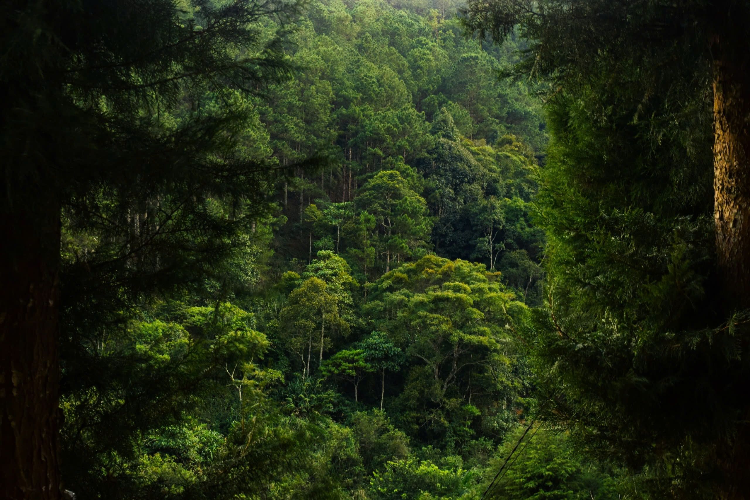 Forêt Tropicale Luxuriante Et Verdoyante Au Feuillage Dense · Photo ...