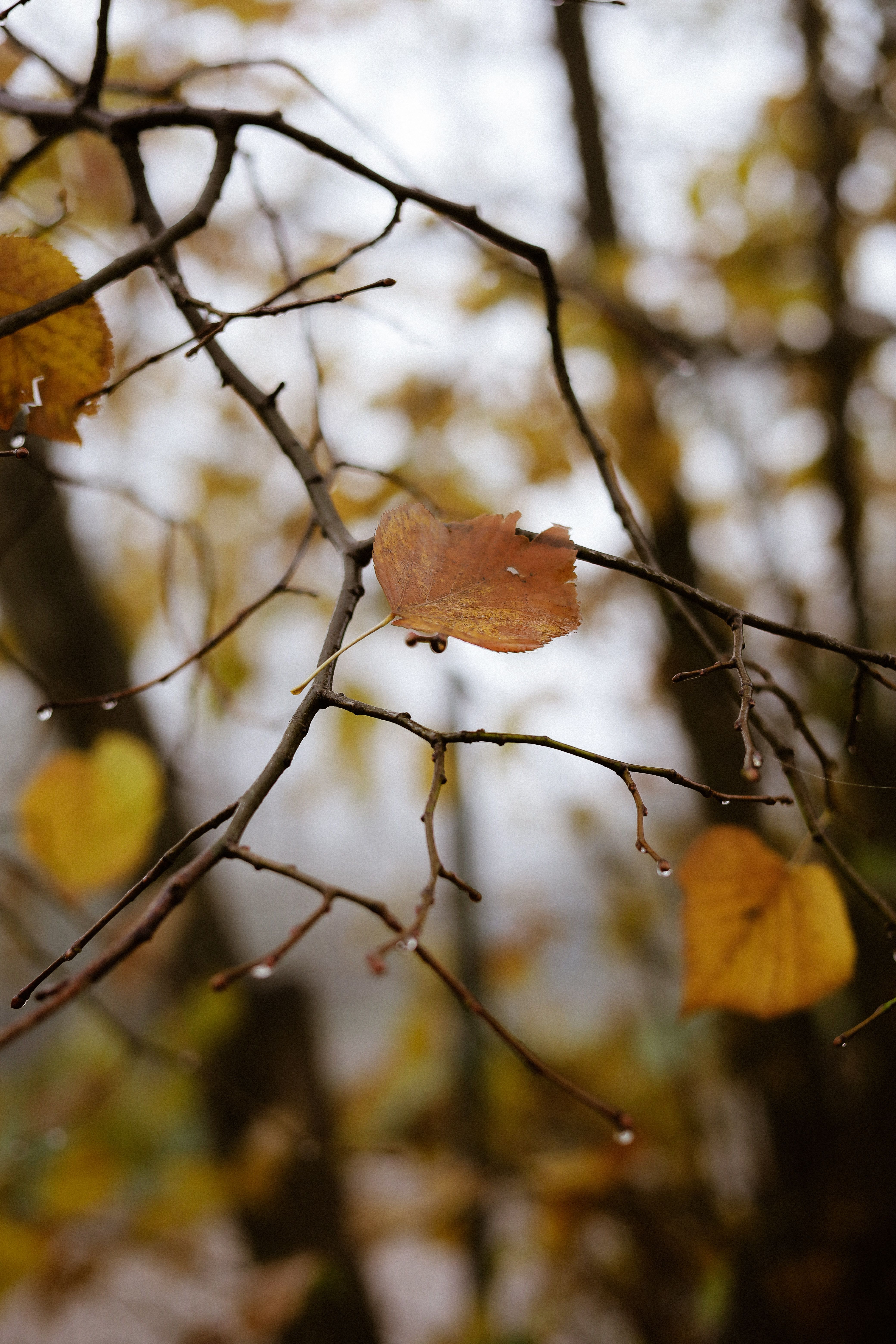 Brown Leaves of a Plant · Free Stock Photo