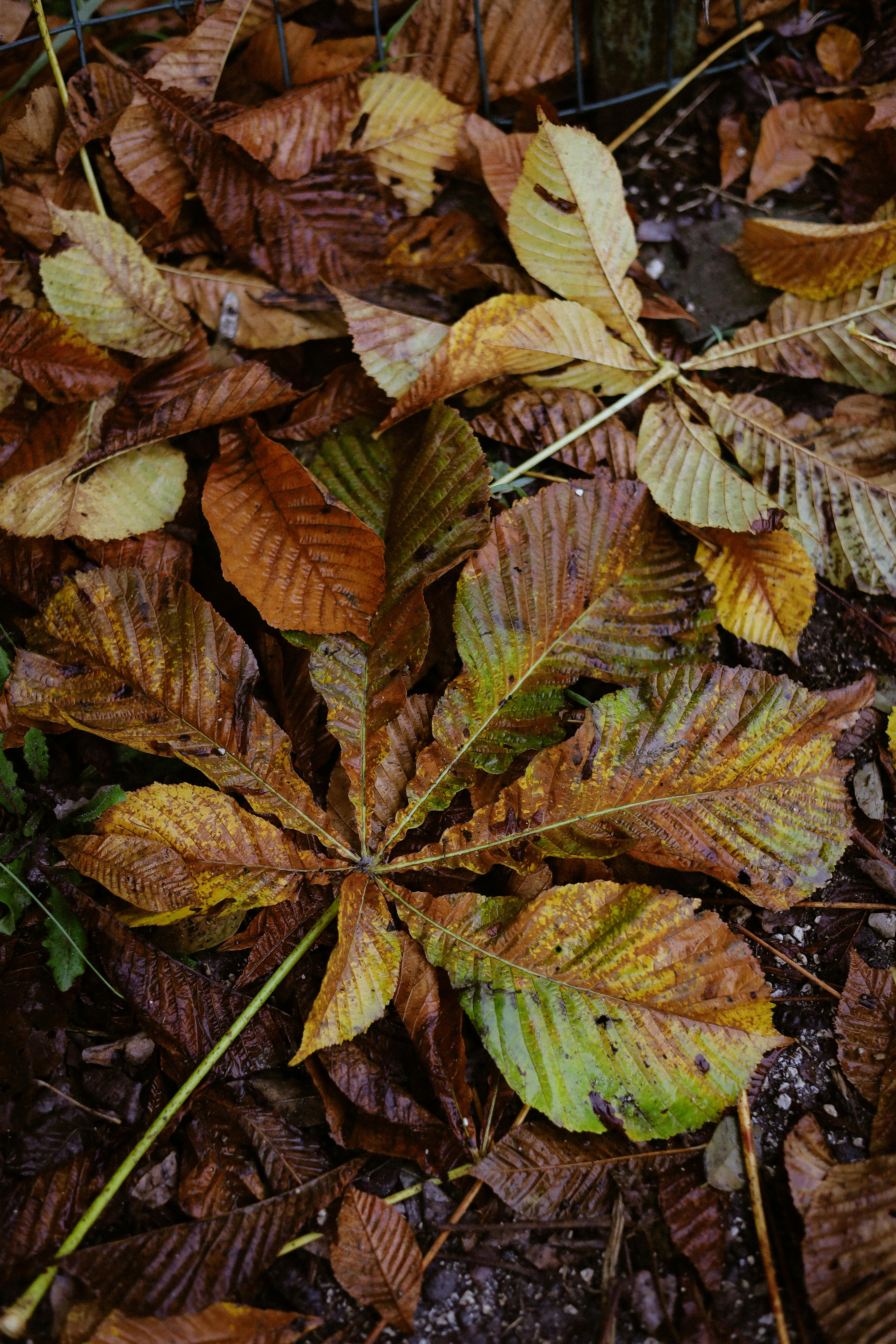 Autumn Leaves in Forest Floor Close-Up · Free Stock Photo