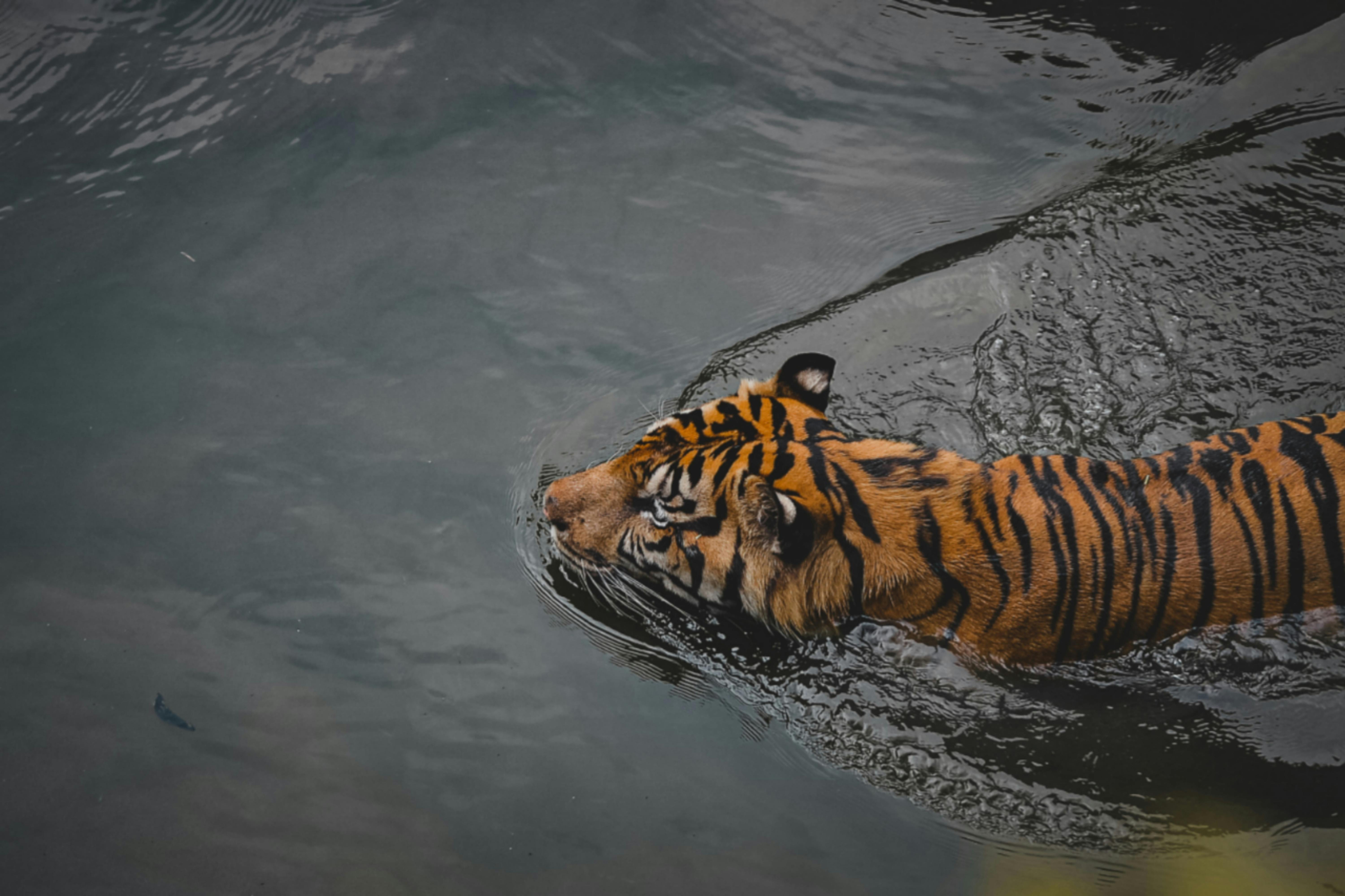 Tiger Sad Photos, Download The BEST Free Tiger Sad Stock Photos & HD Images